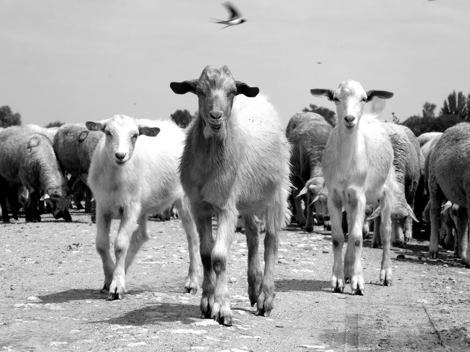 Capra Sheep The free image download