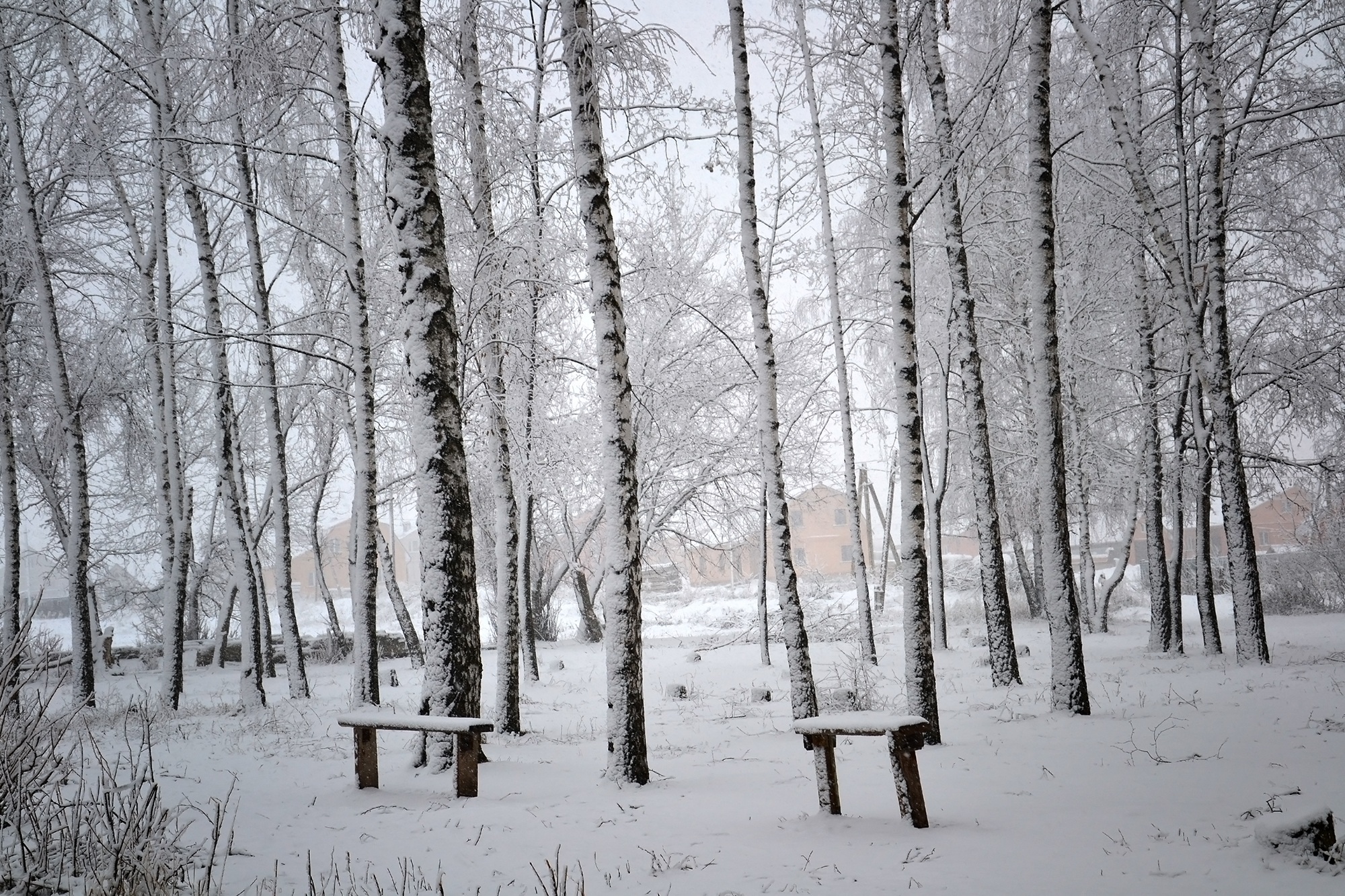 Square Winter Birch free image download