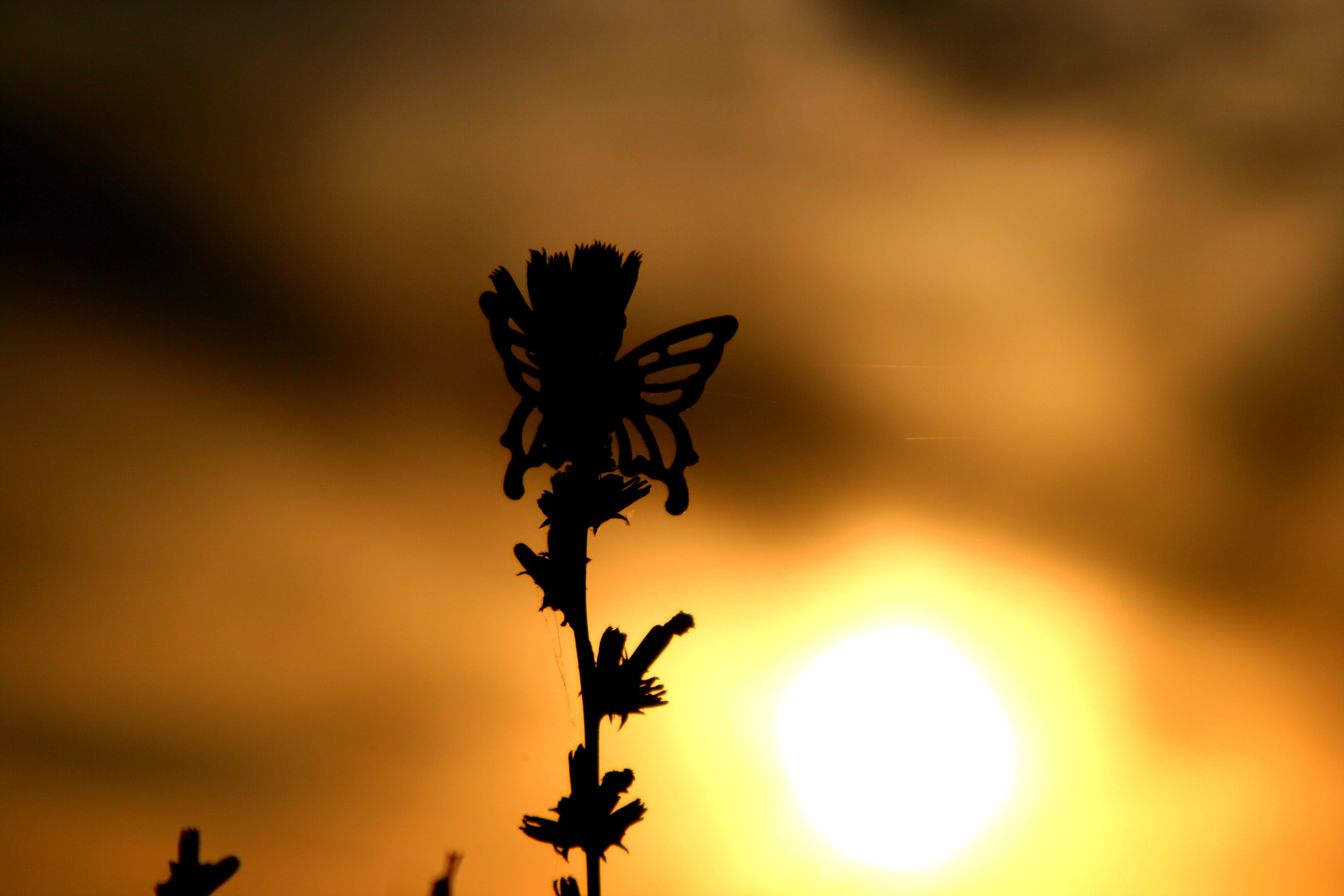 Butterflies East Sky free image download