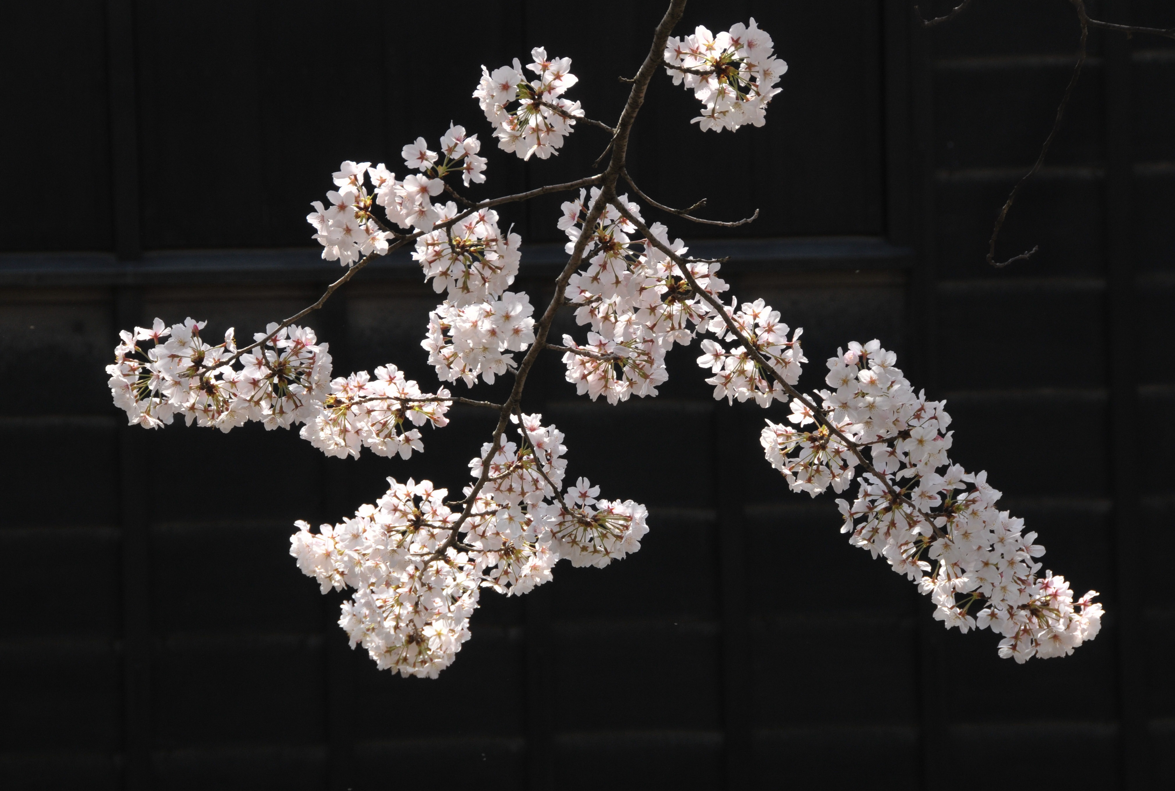 Japan Cherry Blossoms Flowers free image download