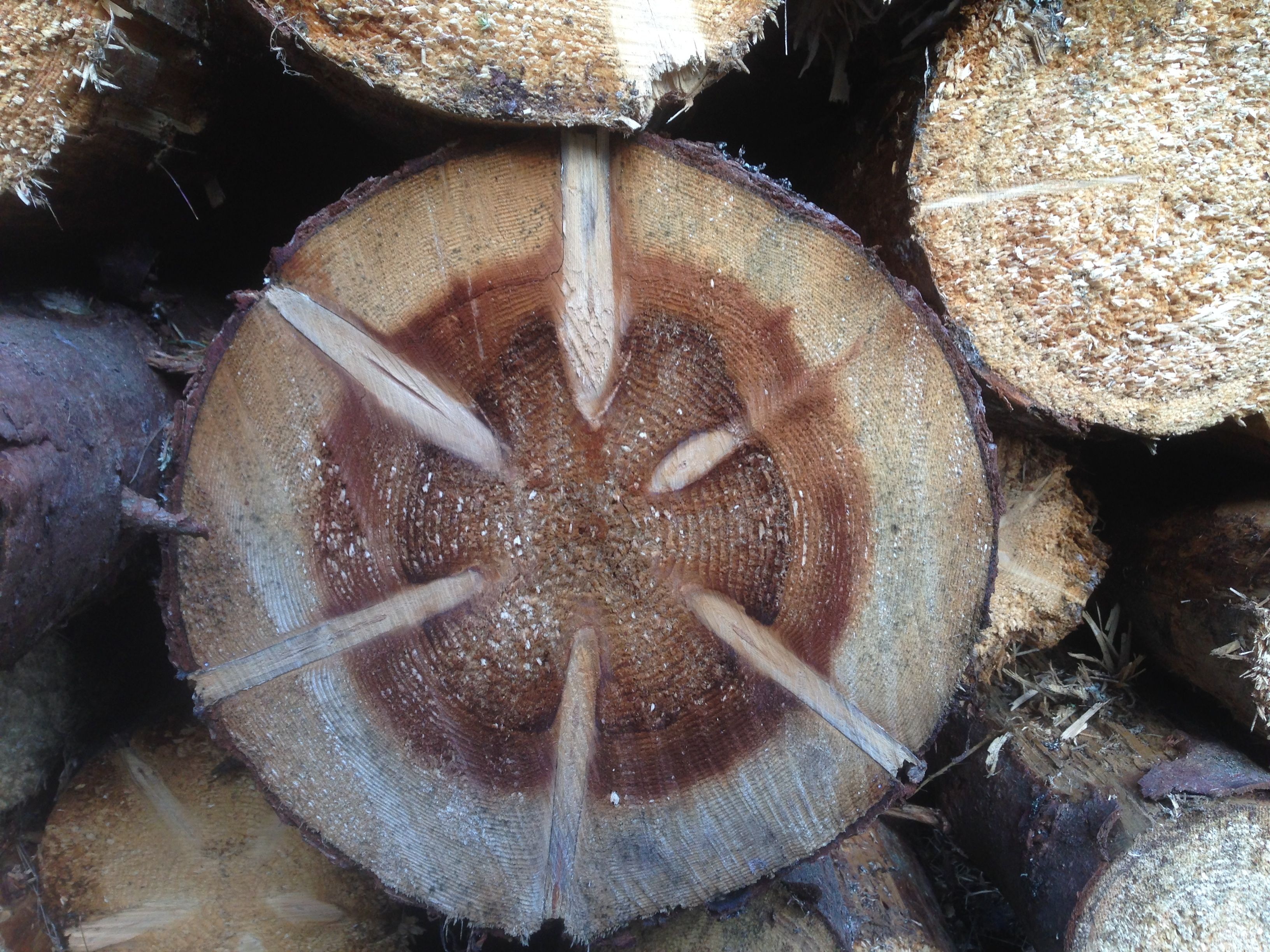 Wood Saw Timber free image download