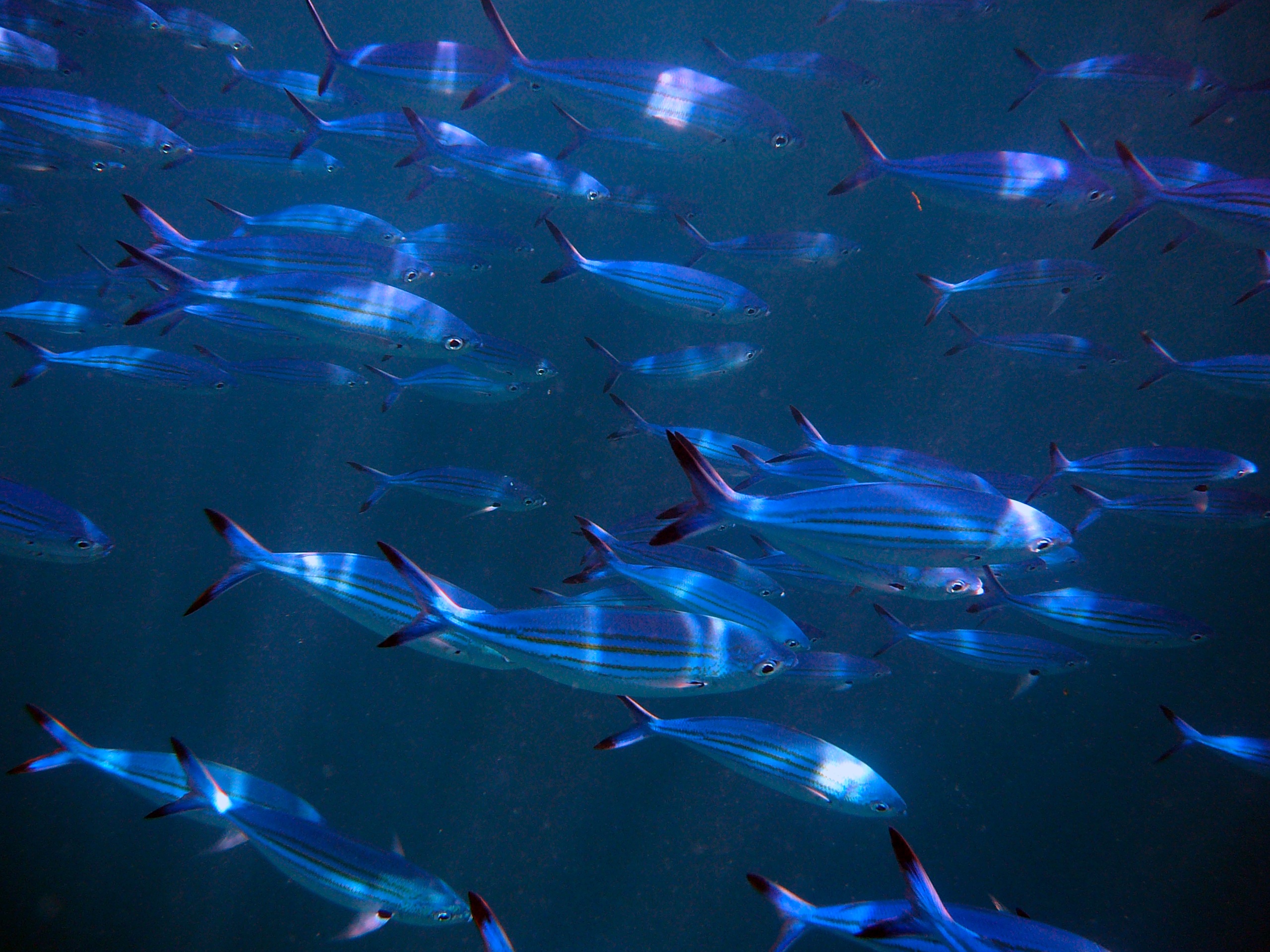 Fish Swarm free image download