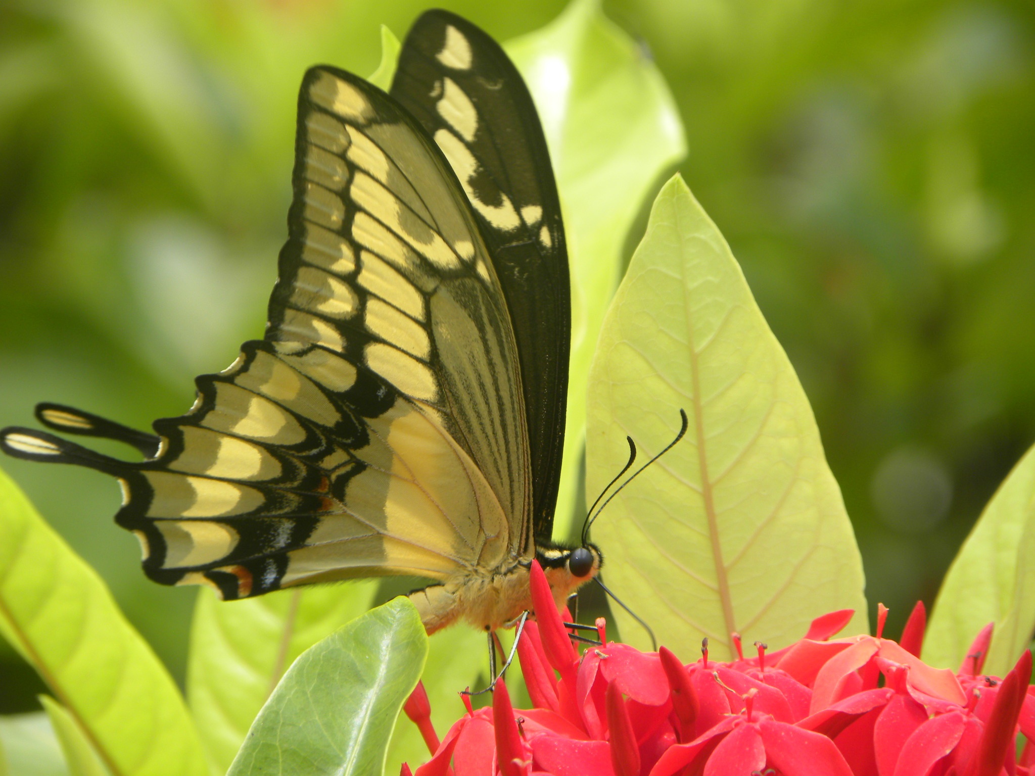 Butterfly Mariposa free image download