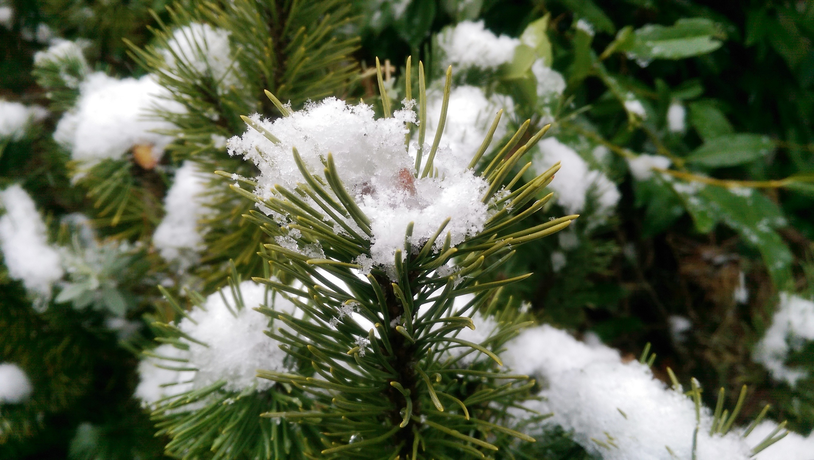 Fir Tree Snow free image download