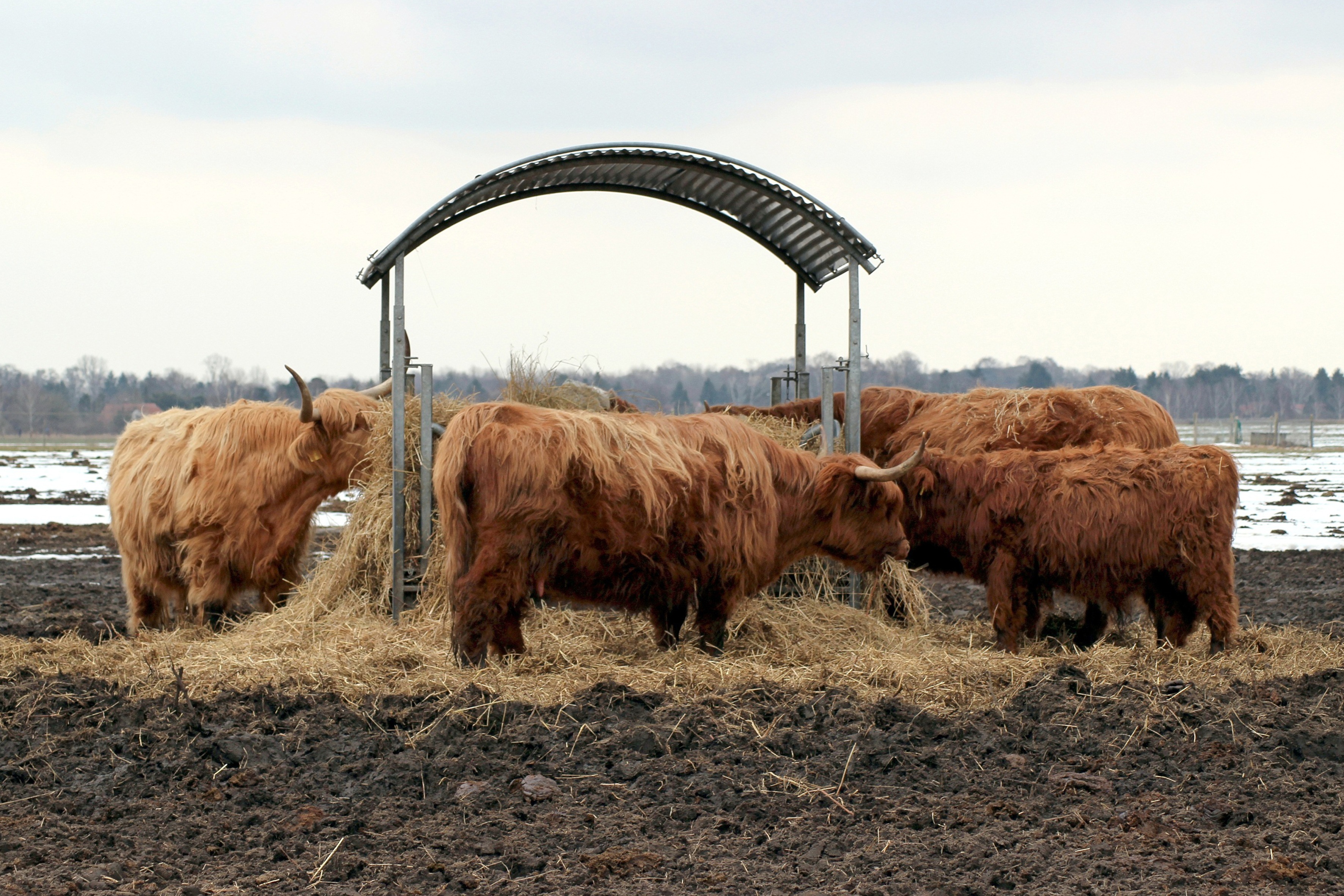 Galloway Beef Cattle free image download