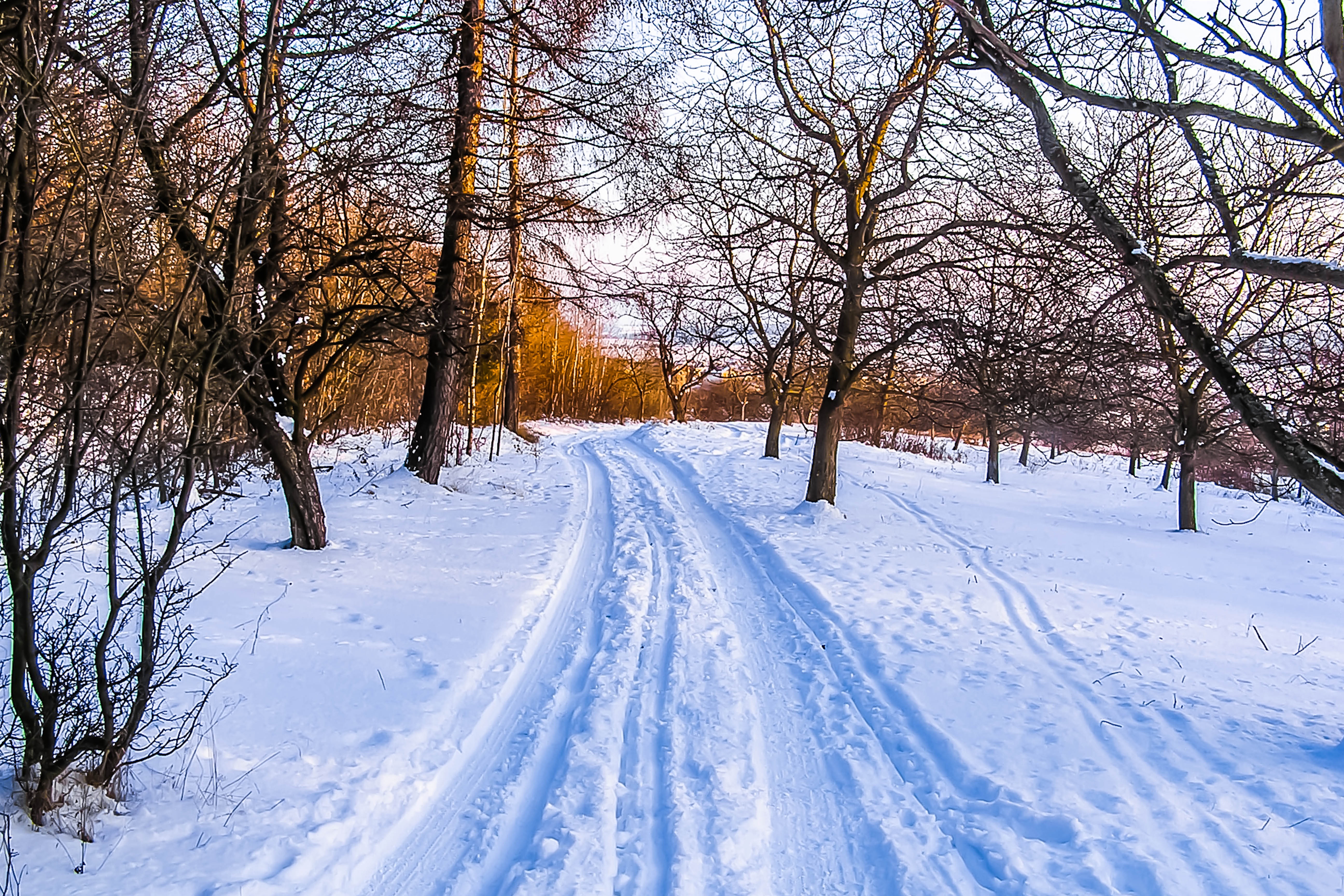 Winter Path free image download
