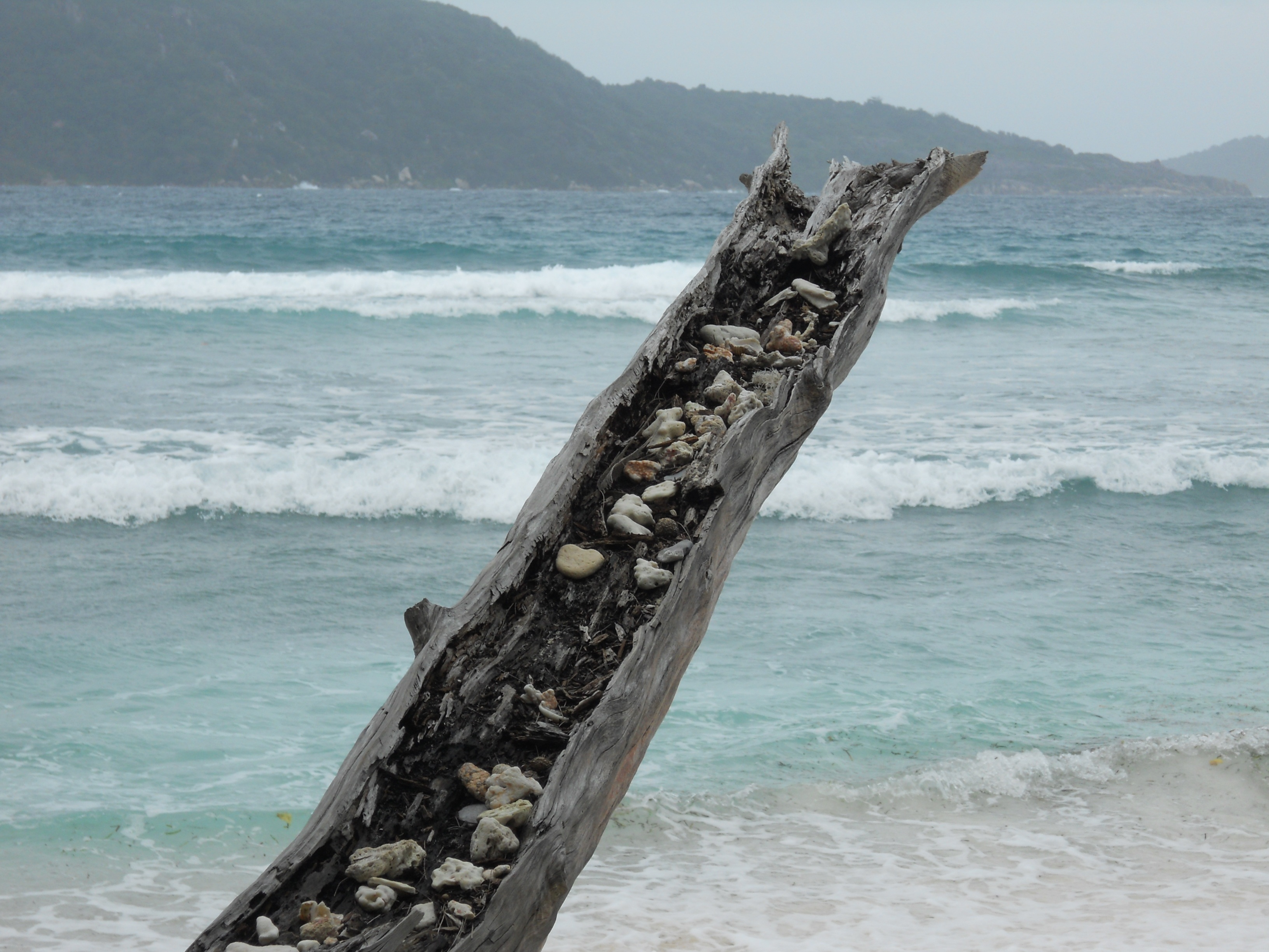 Sea Mussels Tree Stocking Old free image download