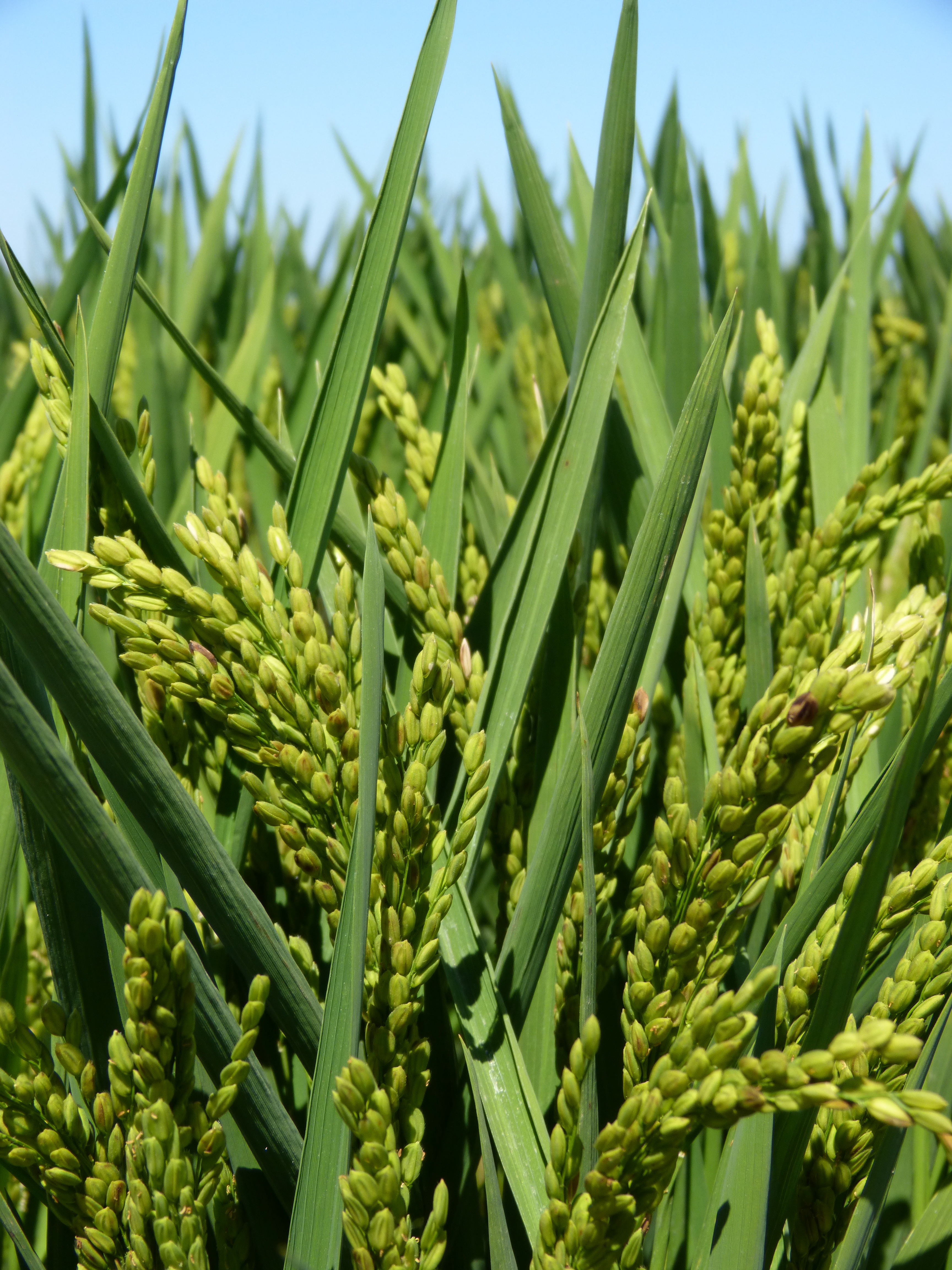 Paddy green free image download