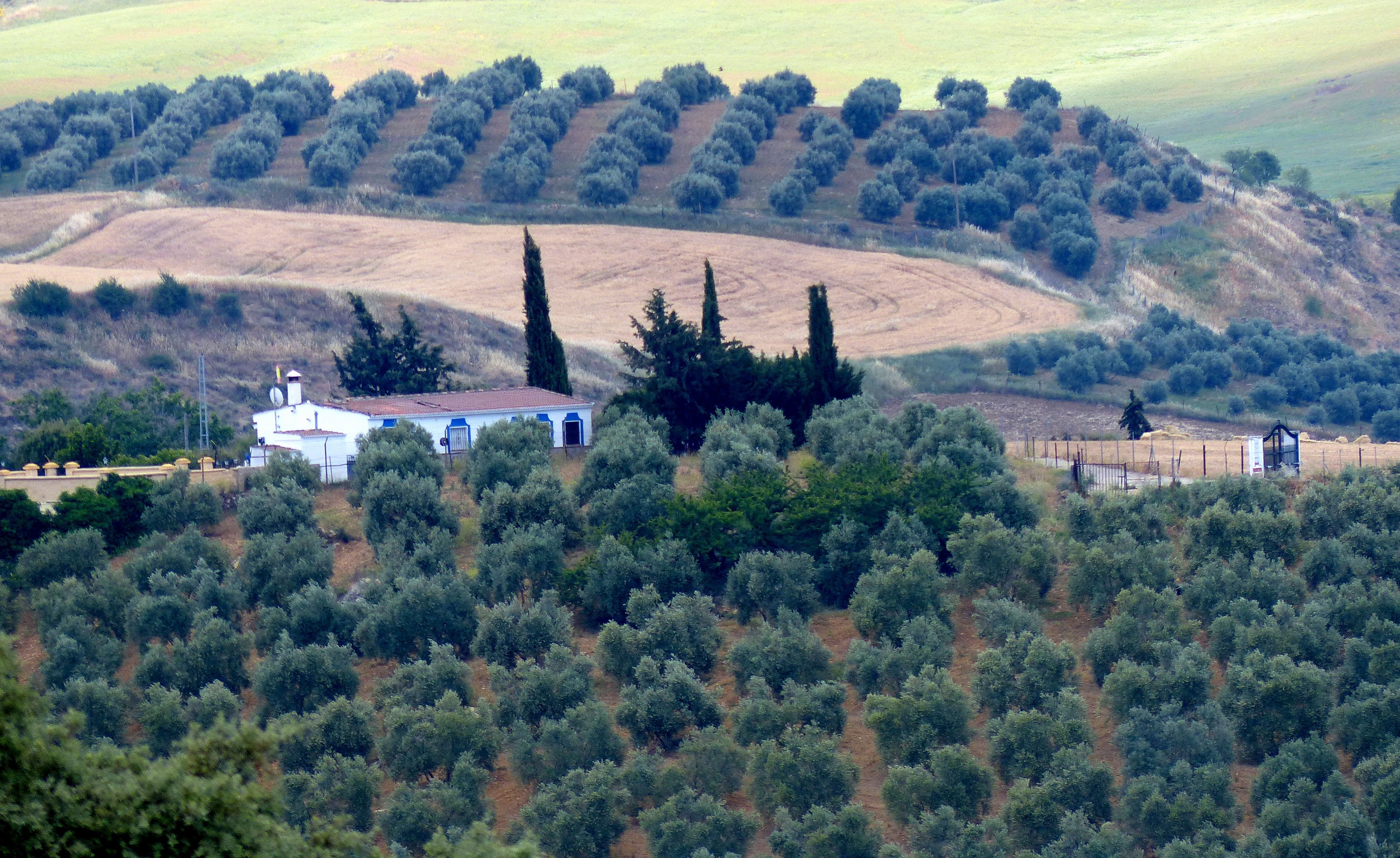 Olive Cultivation Property aerial view free image download