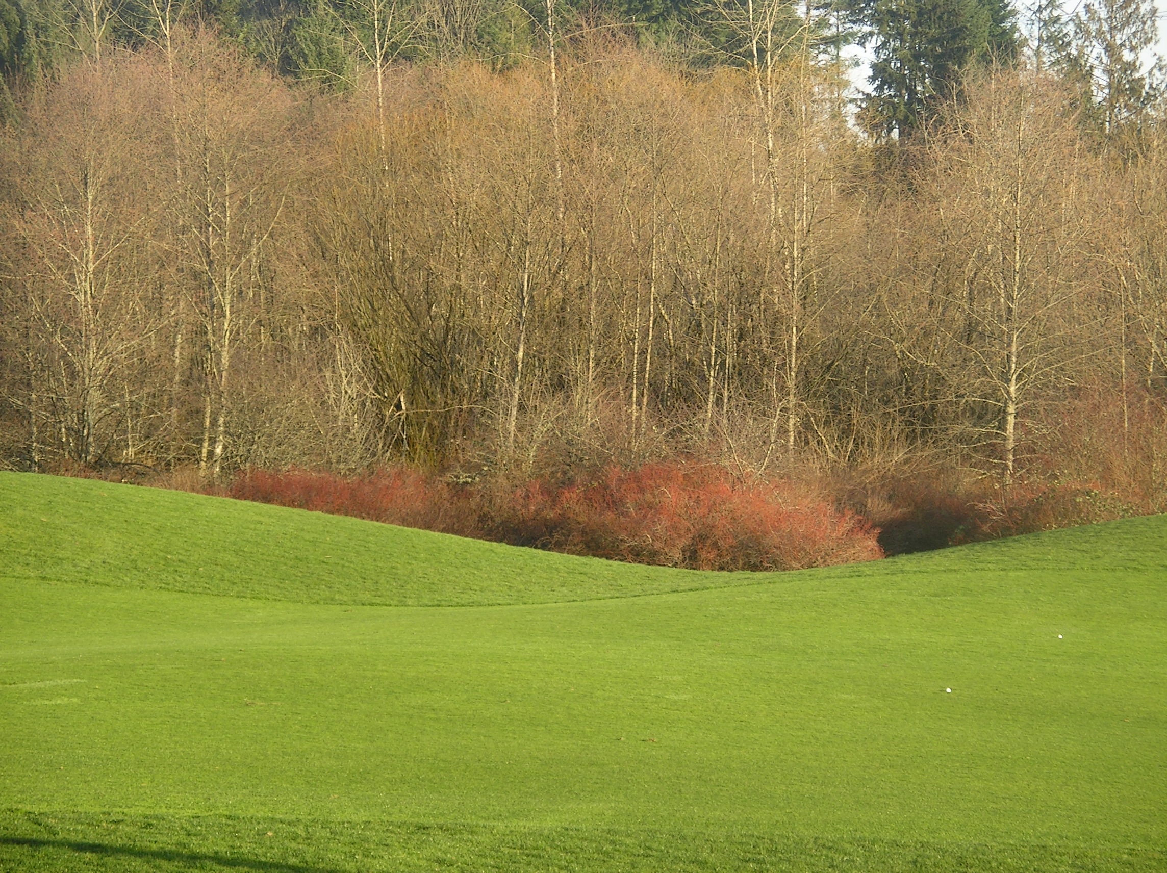 Golf Course Fairway free image download