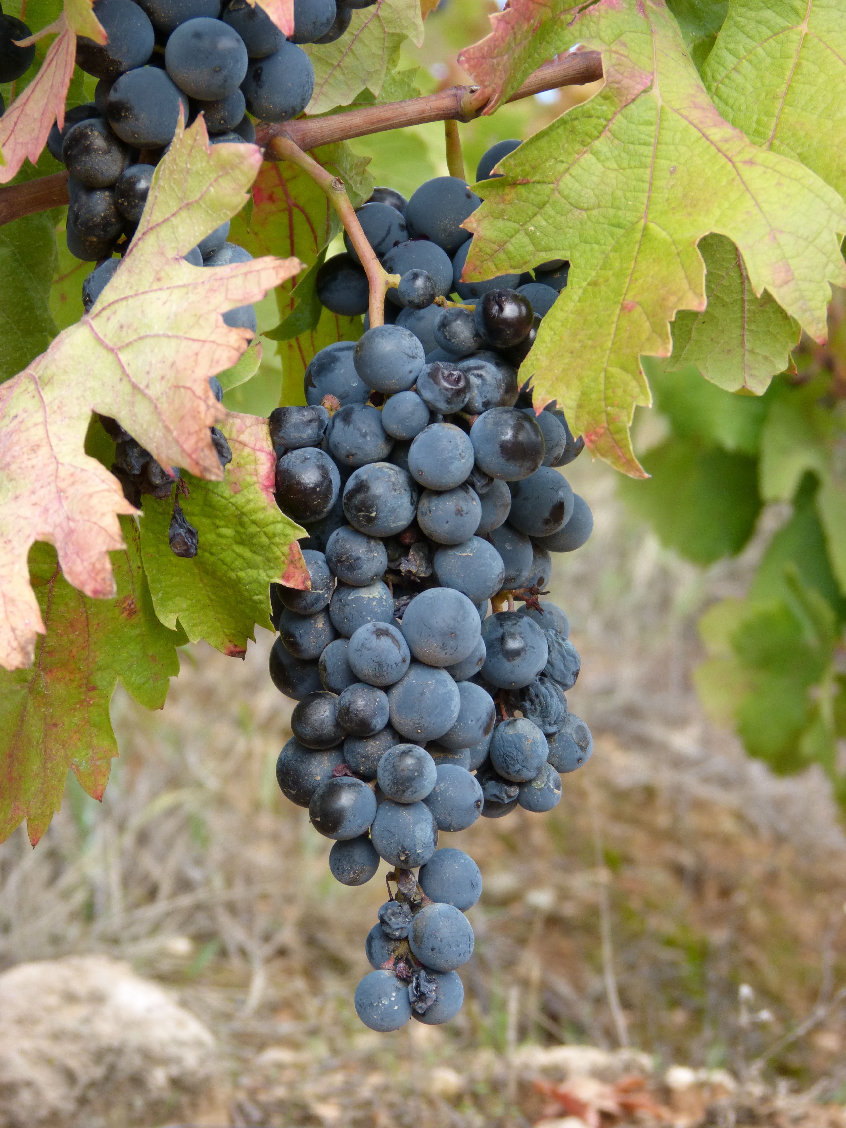 Grape Wine Priorat free image download
