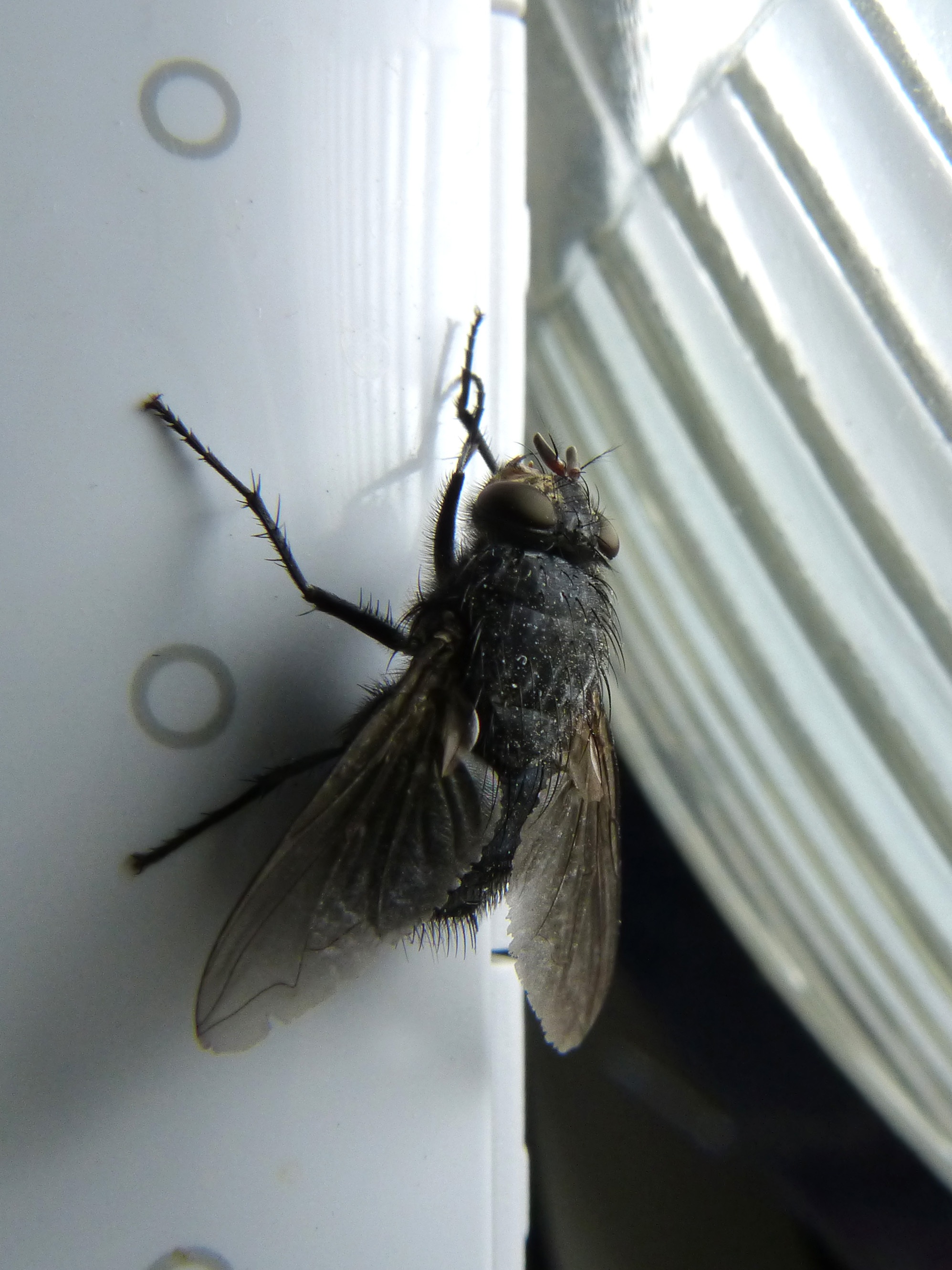 Fly Shaggy Botfly Nuisance free image download