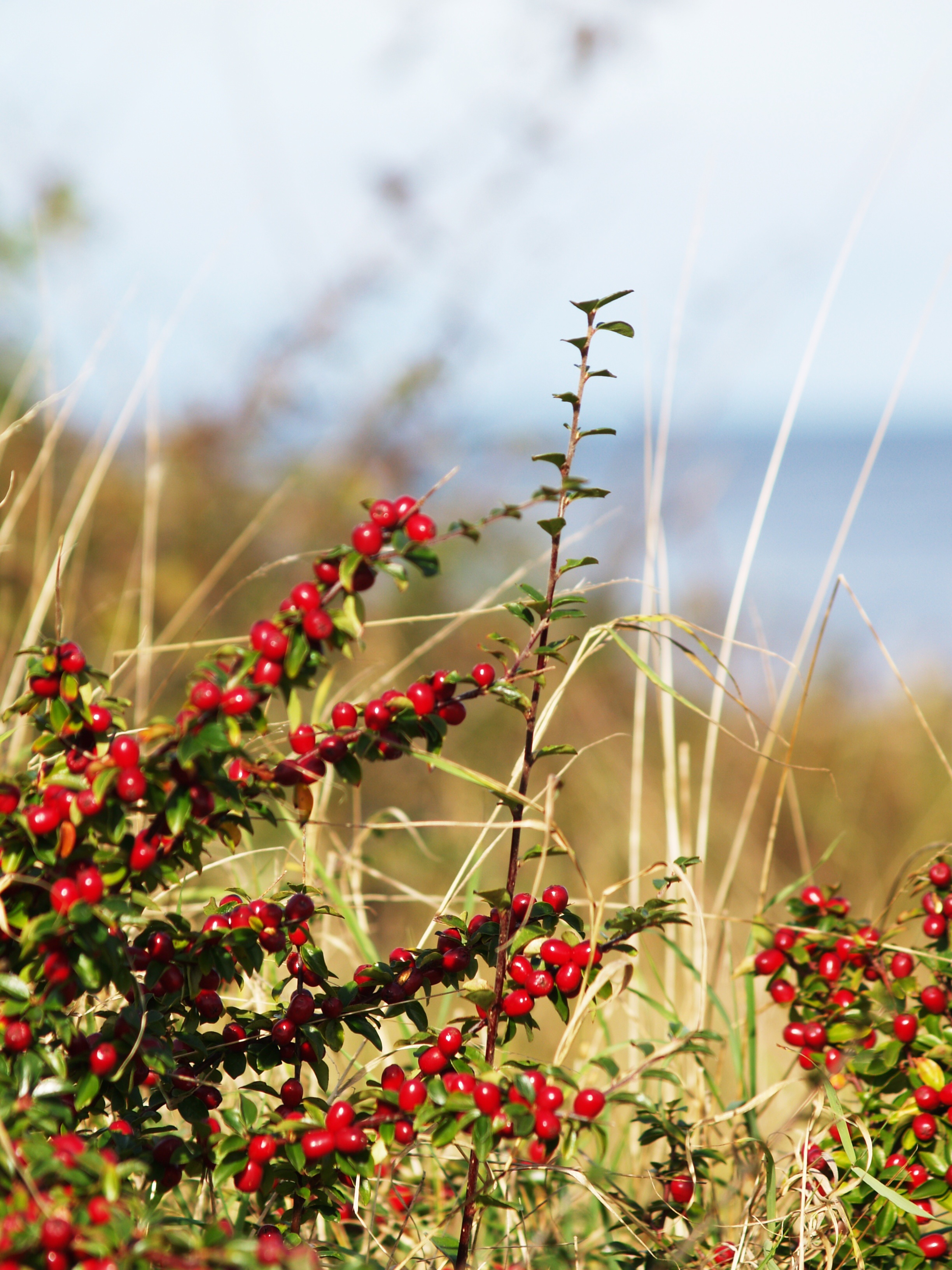 Berry Sea Late free image download
