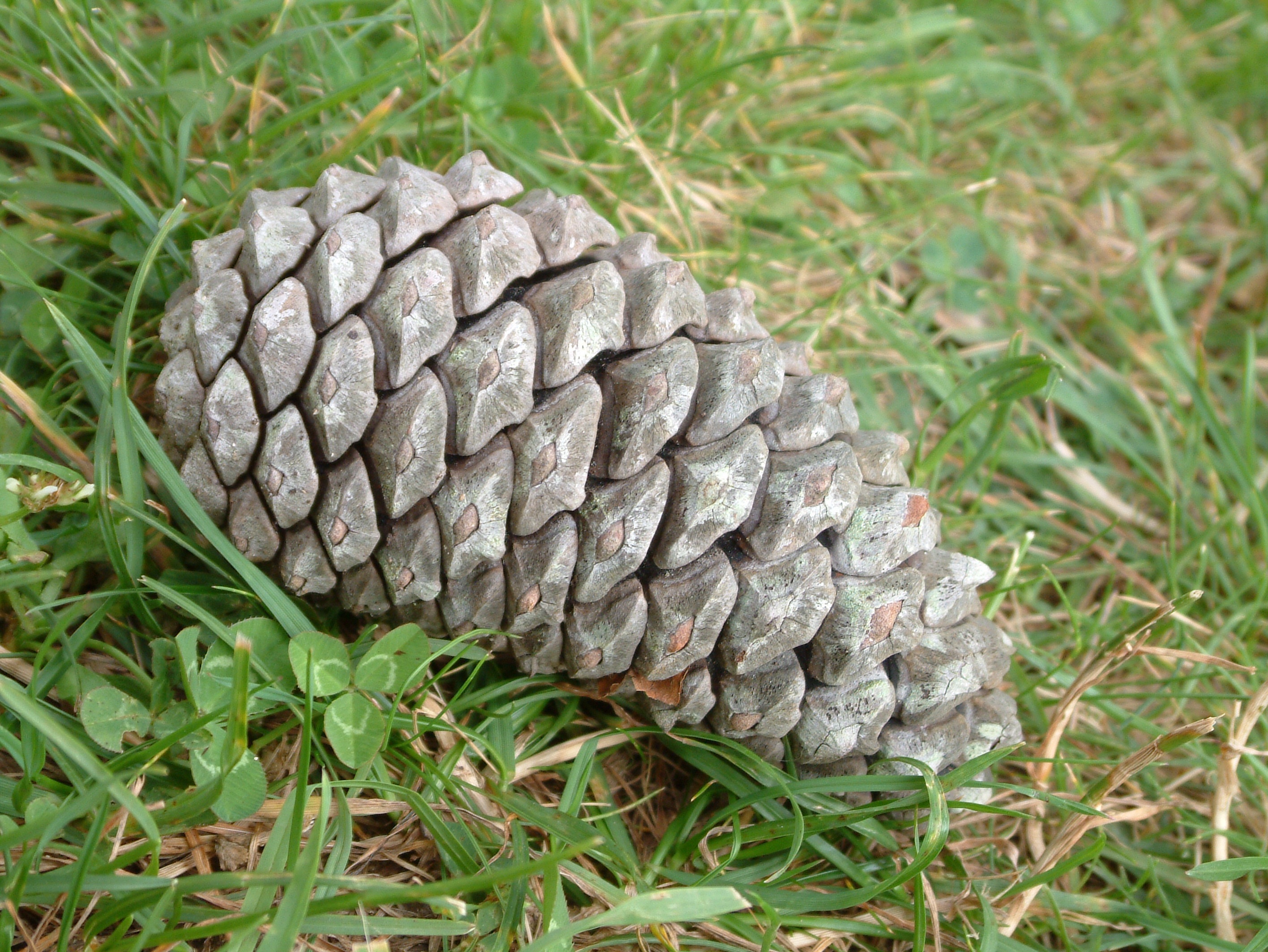 Pineapple Cone free image download