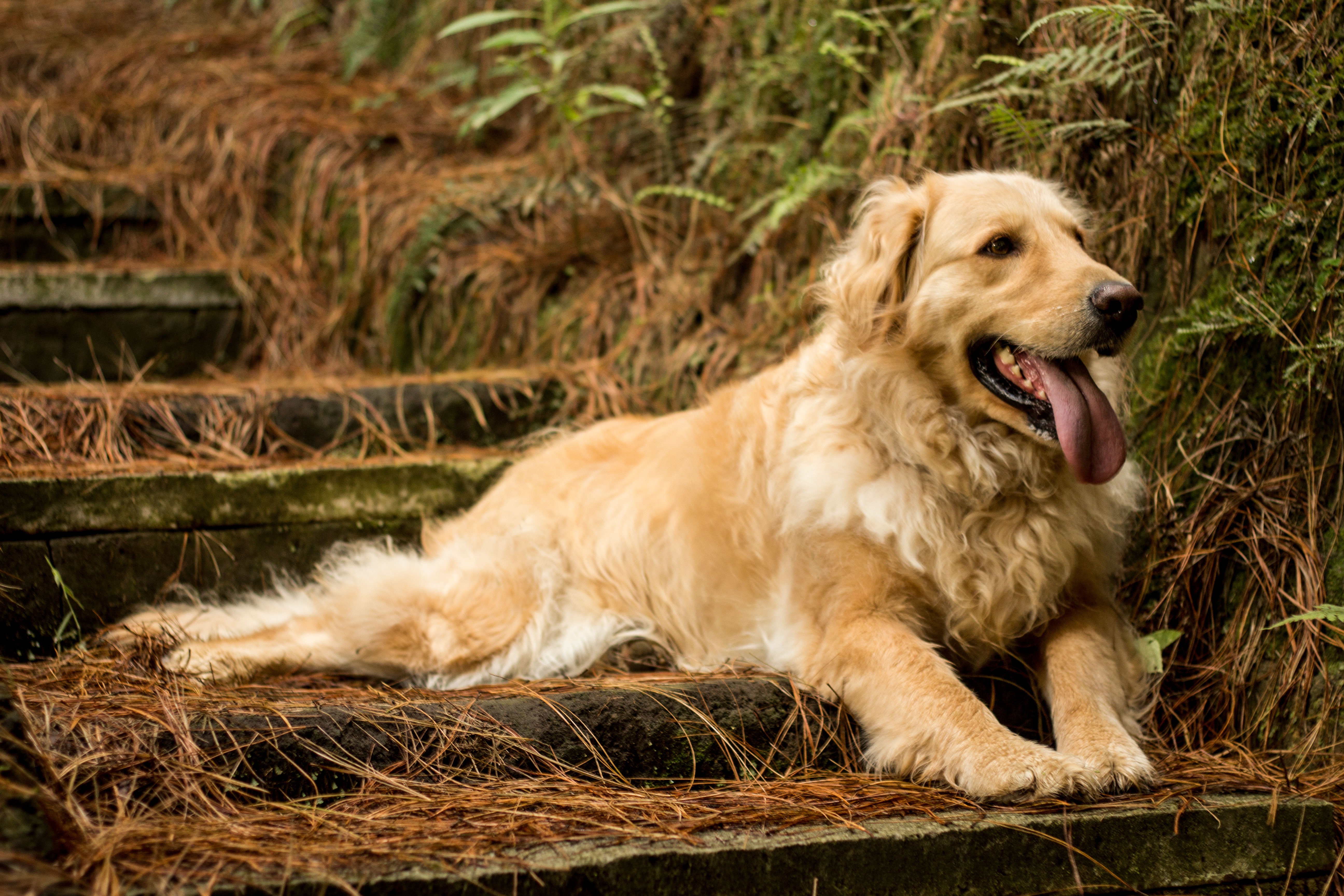 Golden Retrieve Perror Font free image download
