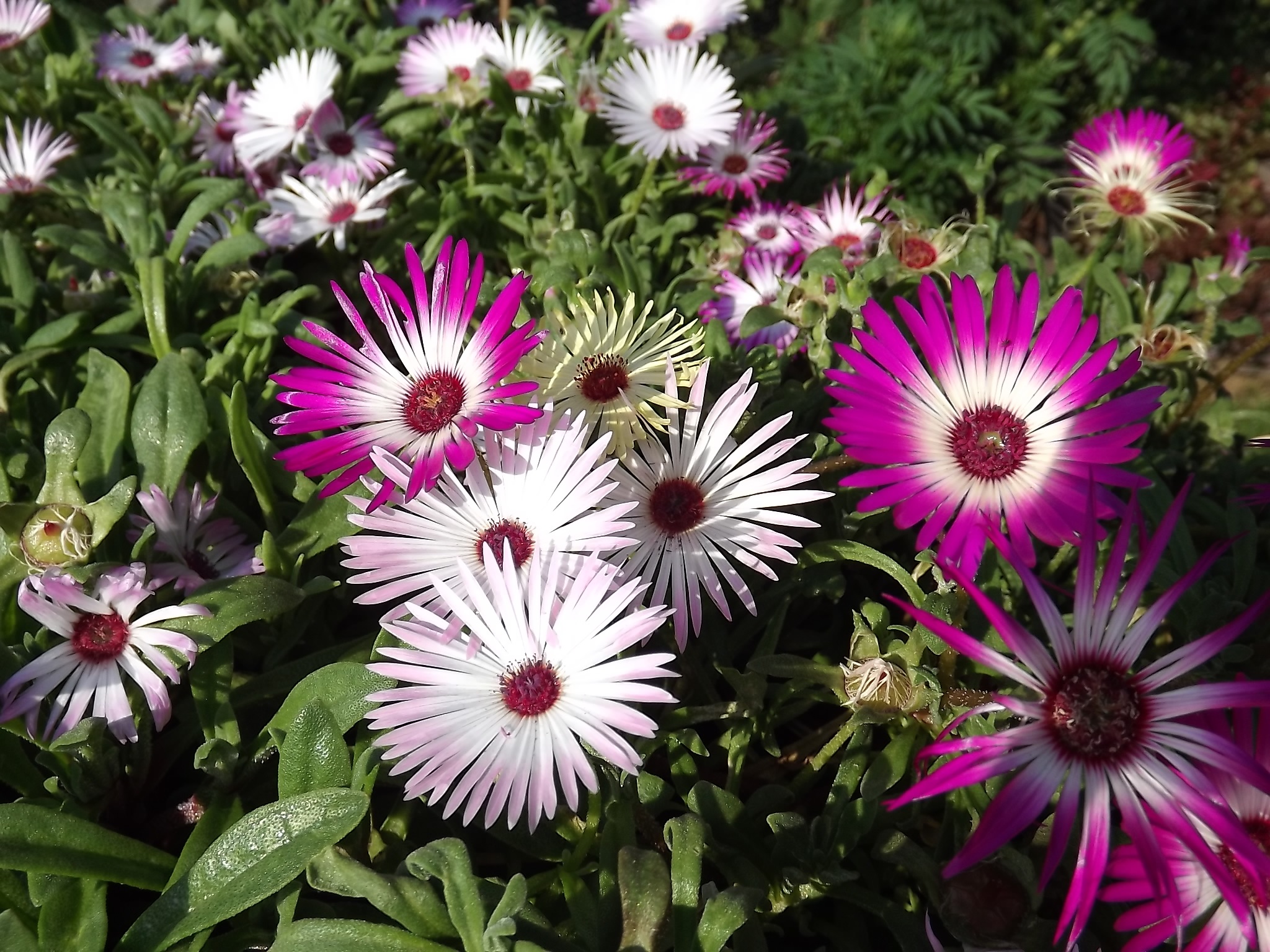 Midday Flowers Colorful Garden free image download