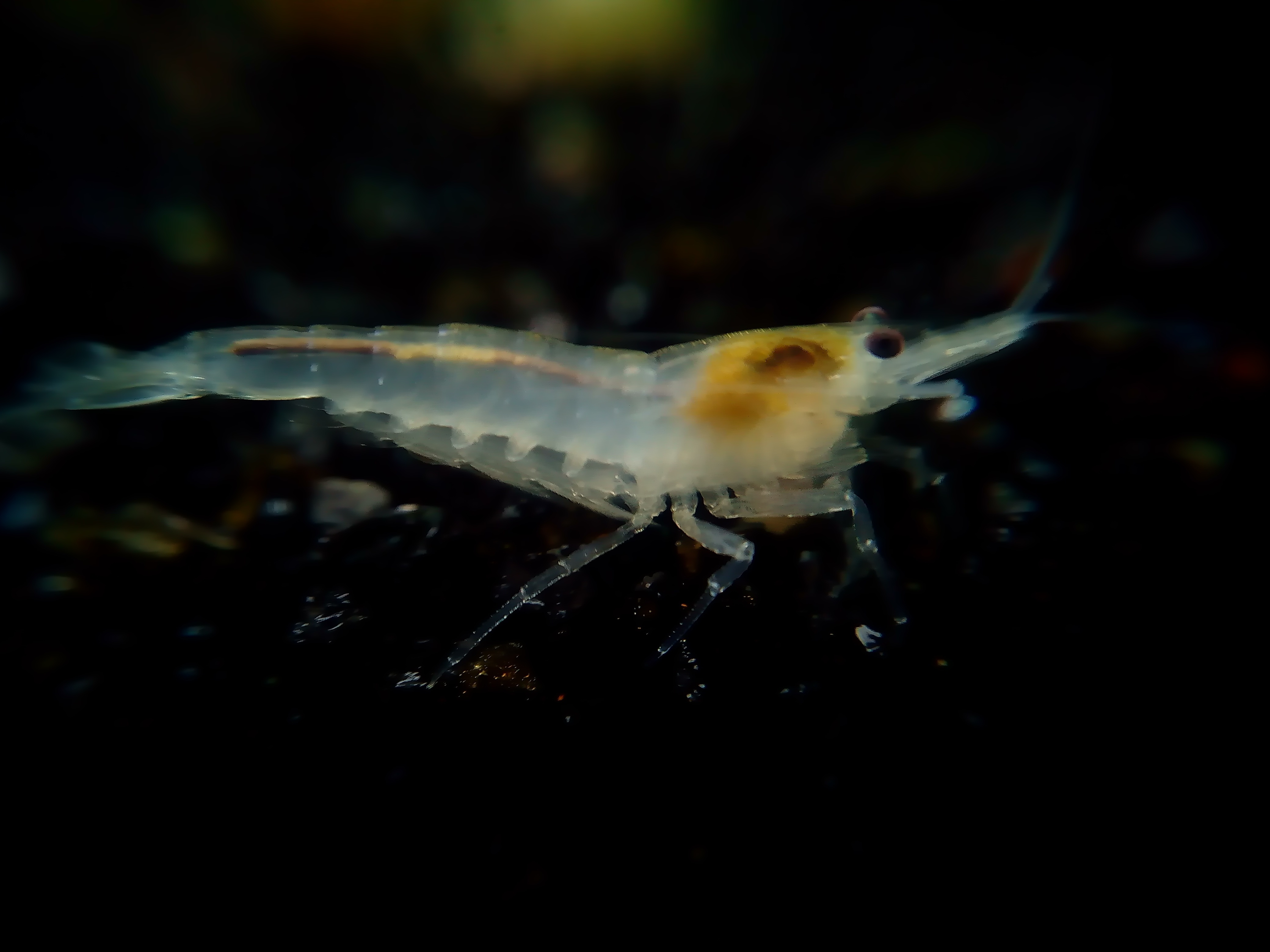 Crystal White Garnelio Shrimp free image download