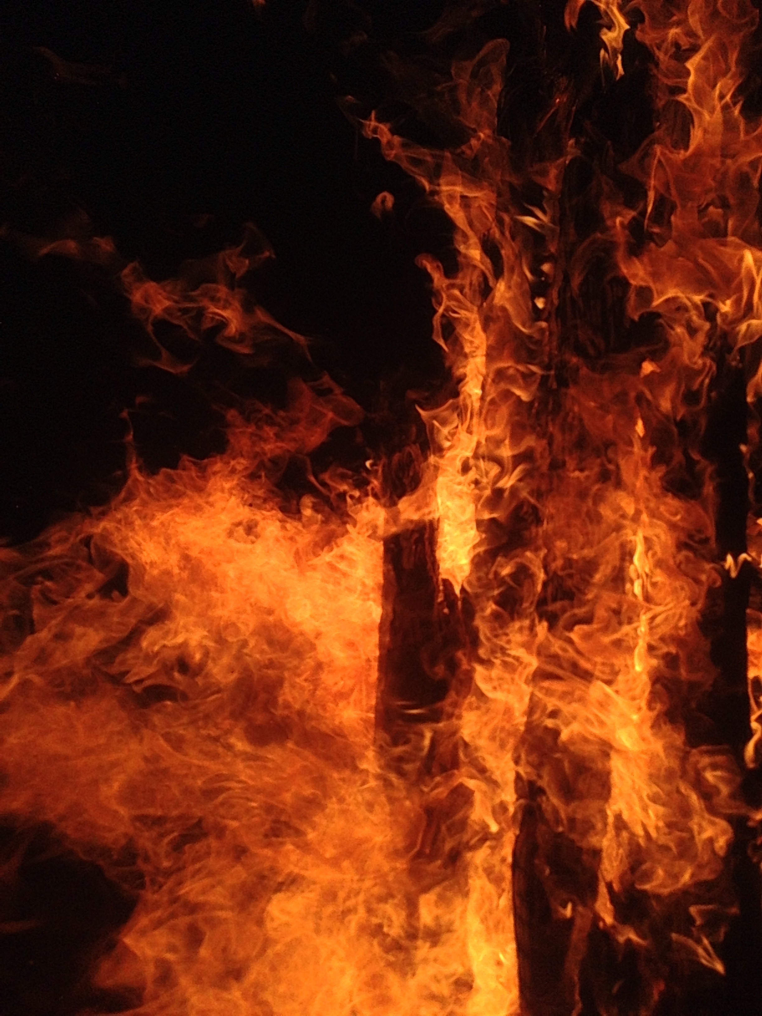 Fire Blazing tree free image download