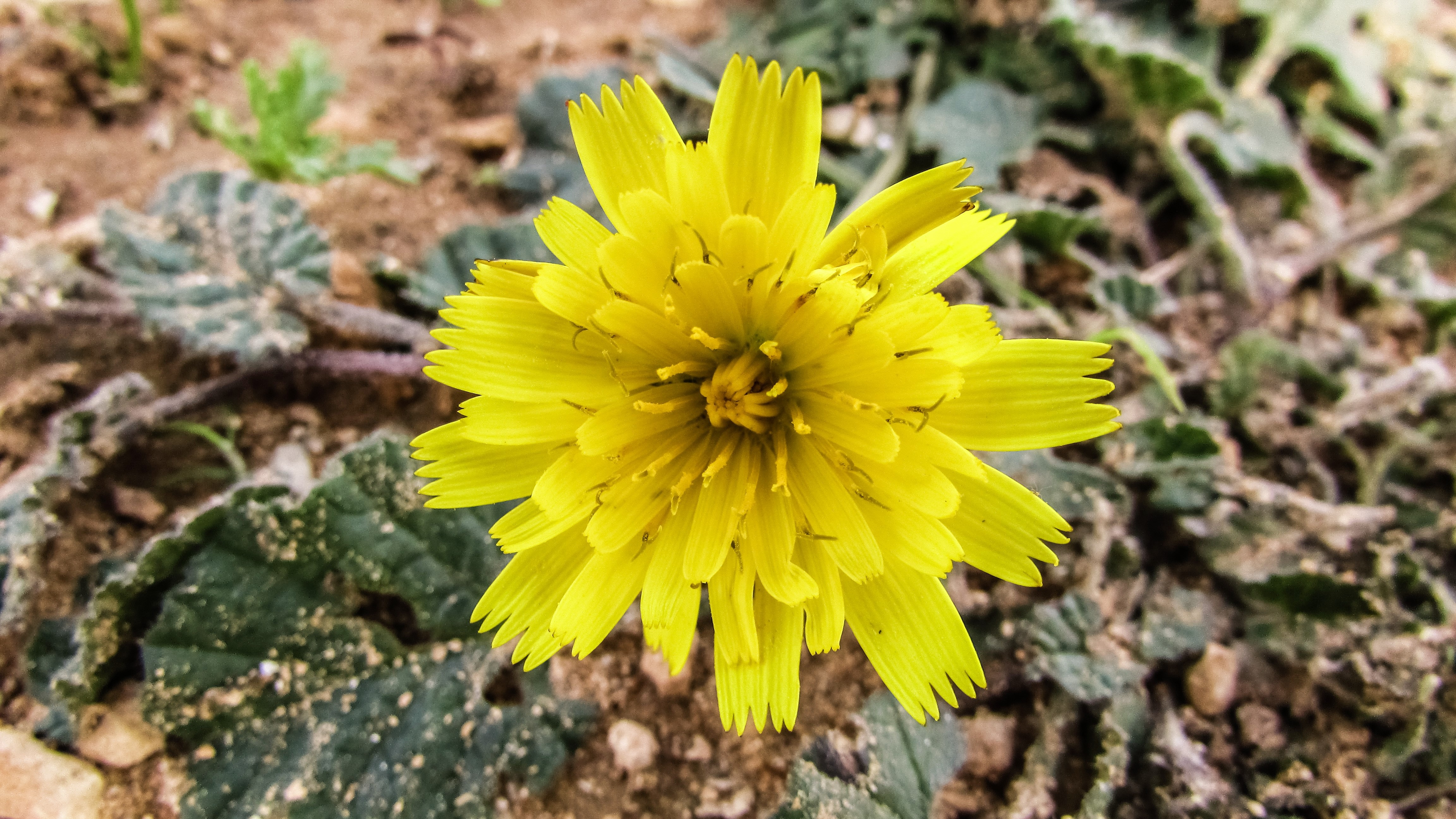 Cyprus Cavo Greko Wild Flower free image download