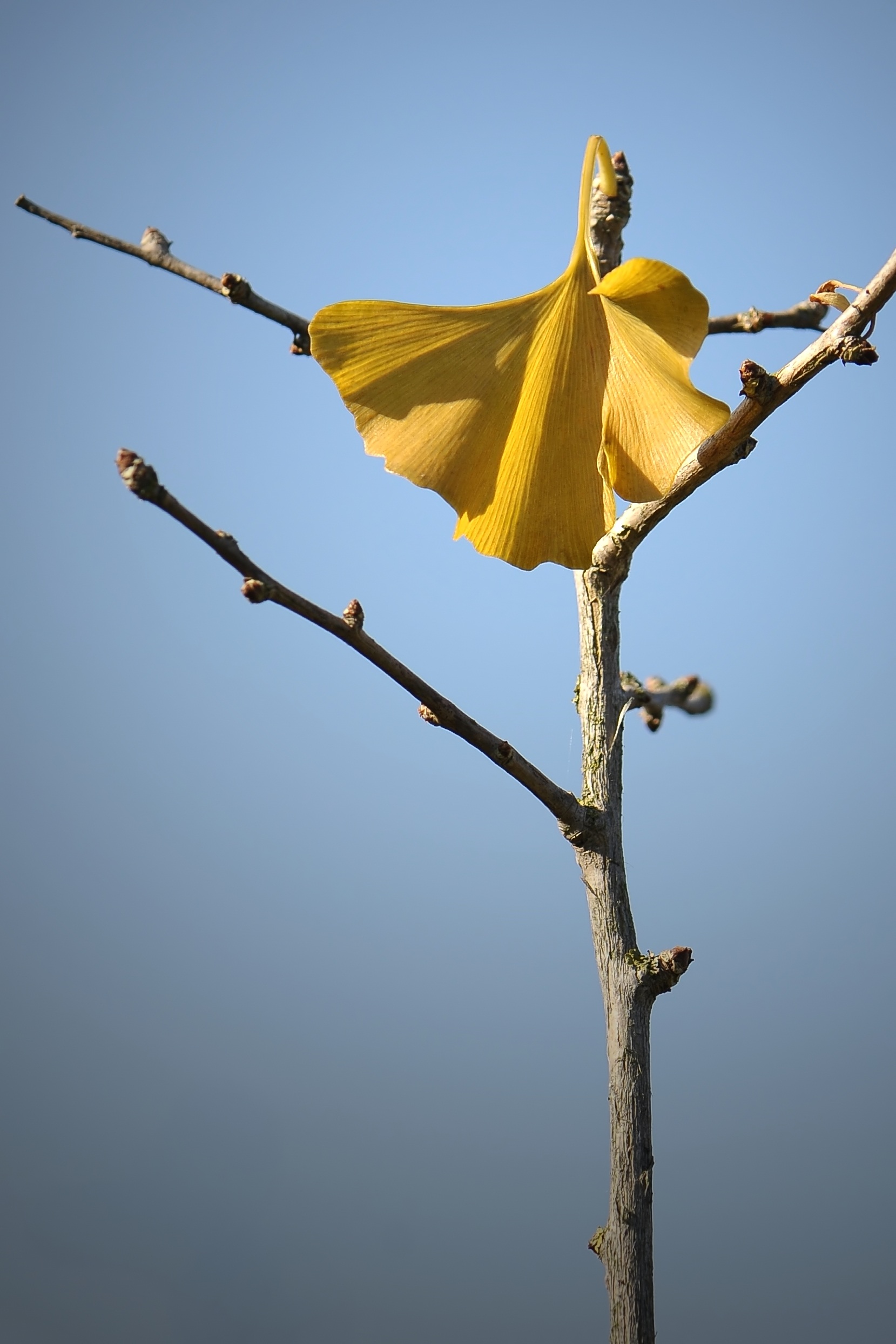 Welkes Sheet Autumn Yellow Free Image Download welkes-sheet-autumn-yellow-free-image-download