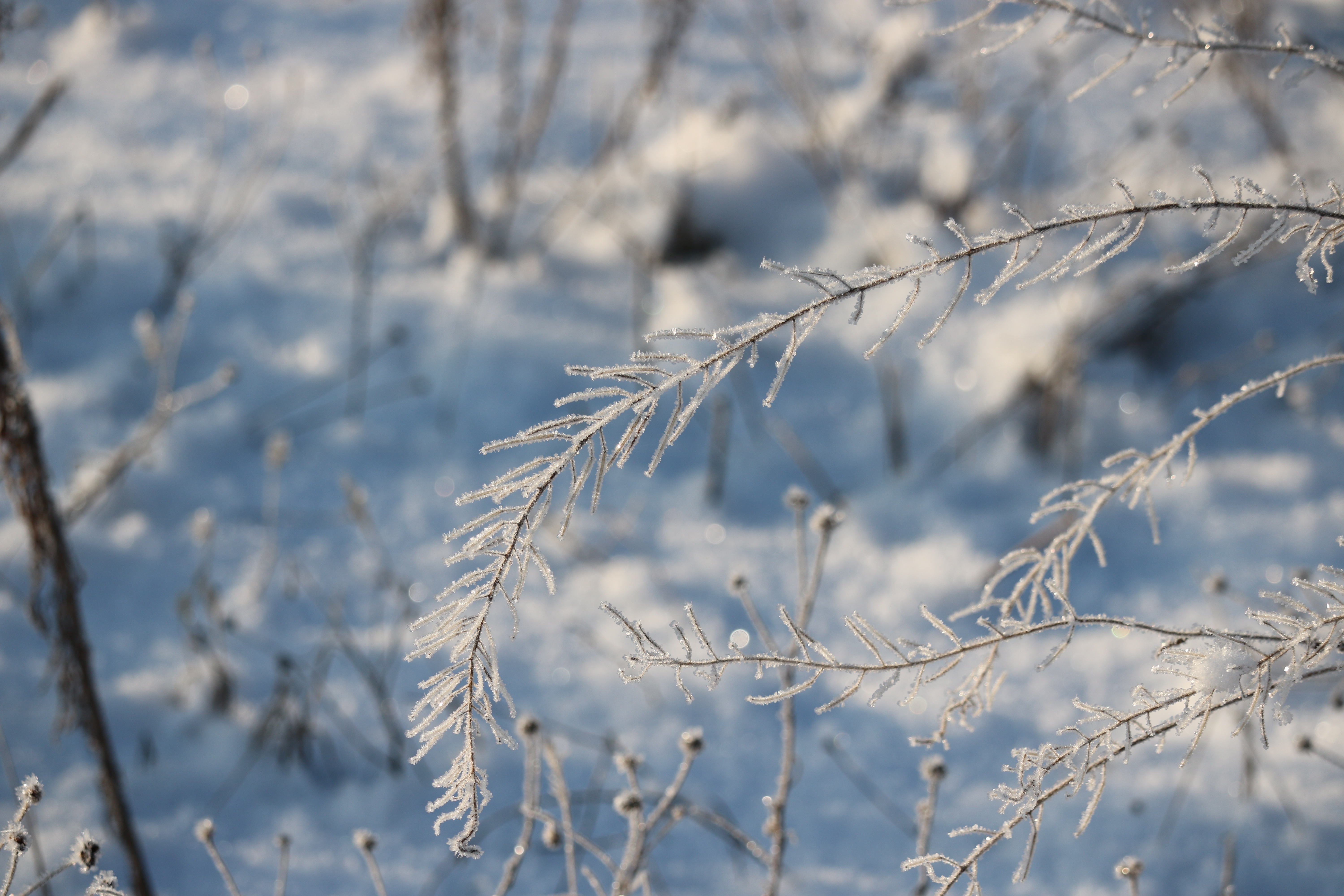 Winter Iced Cold free image download