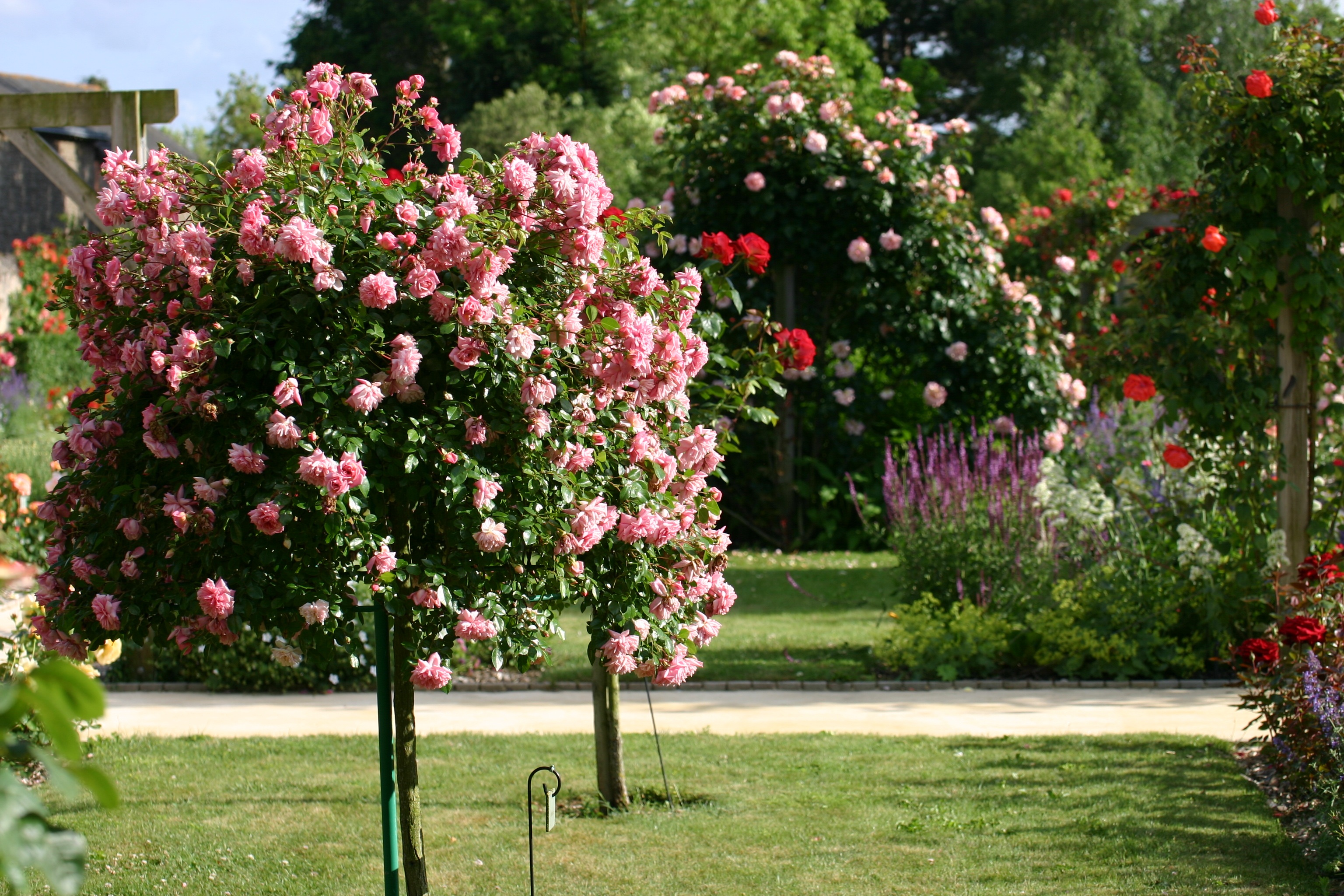 Rosebush Rose Bud Garden free image download