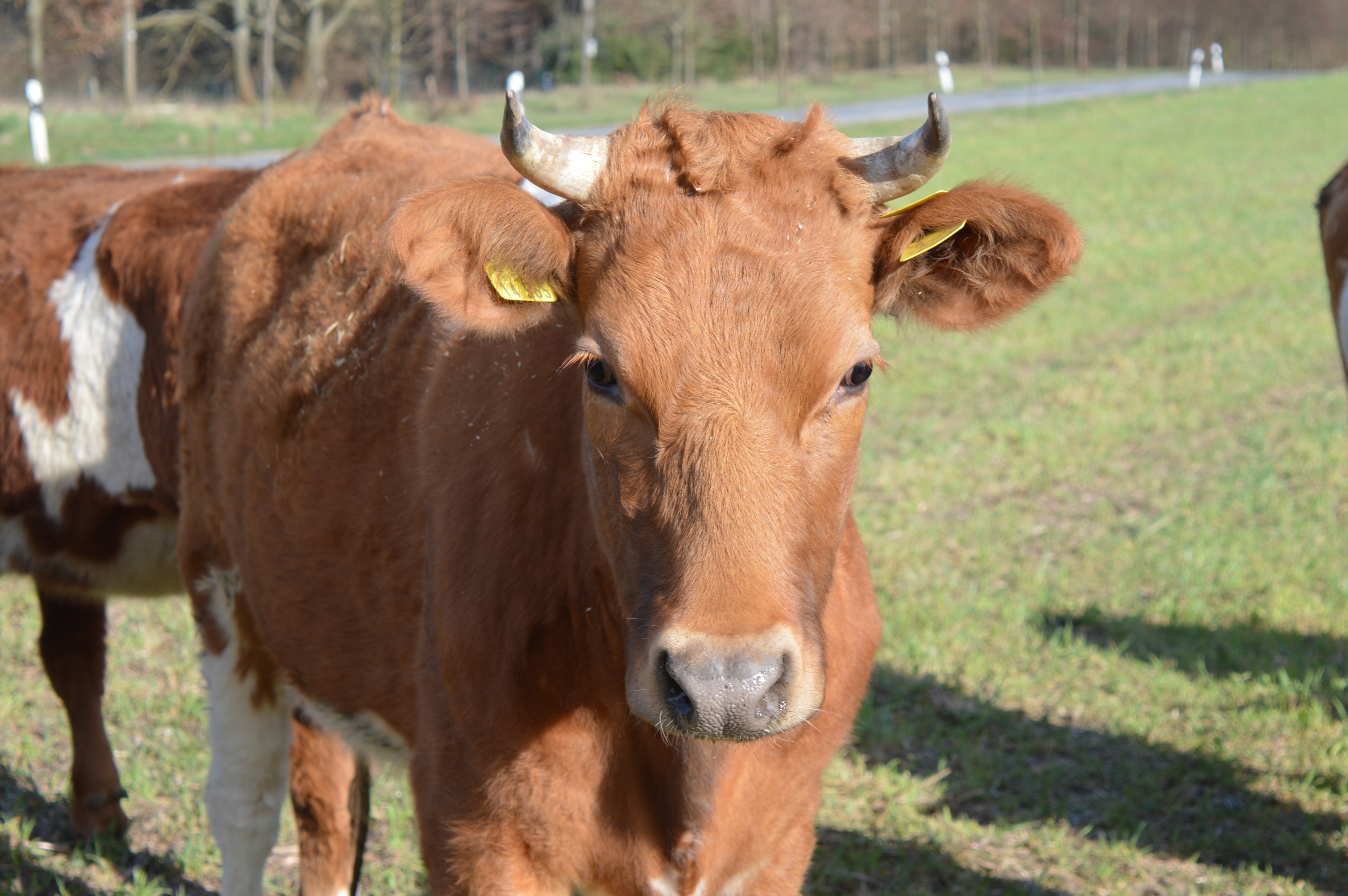 Cow Beef Horns free image download