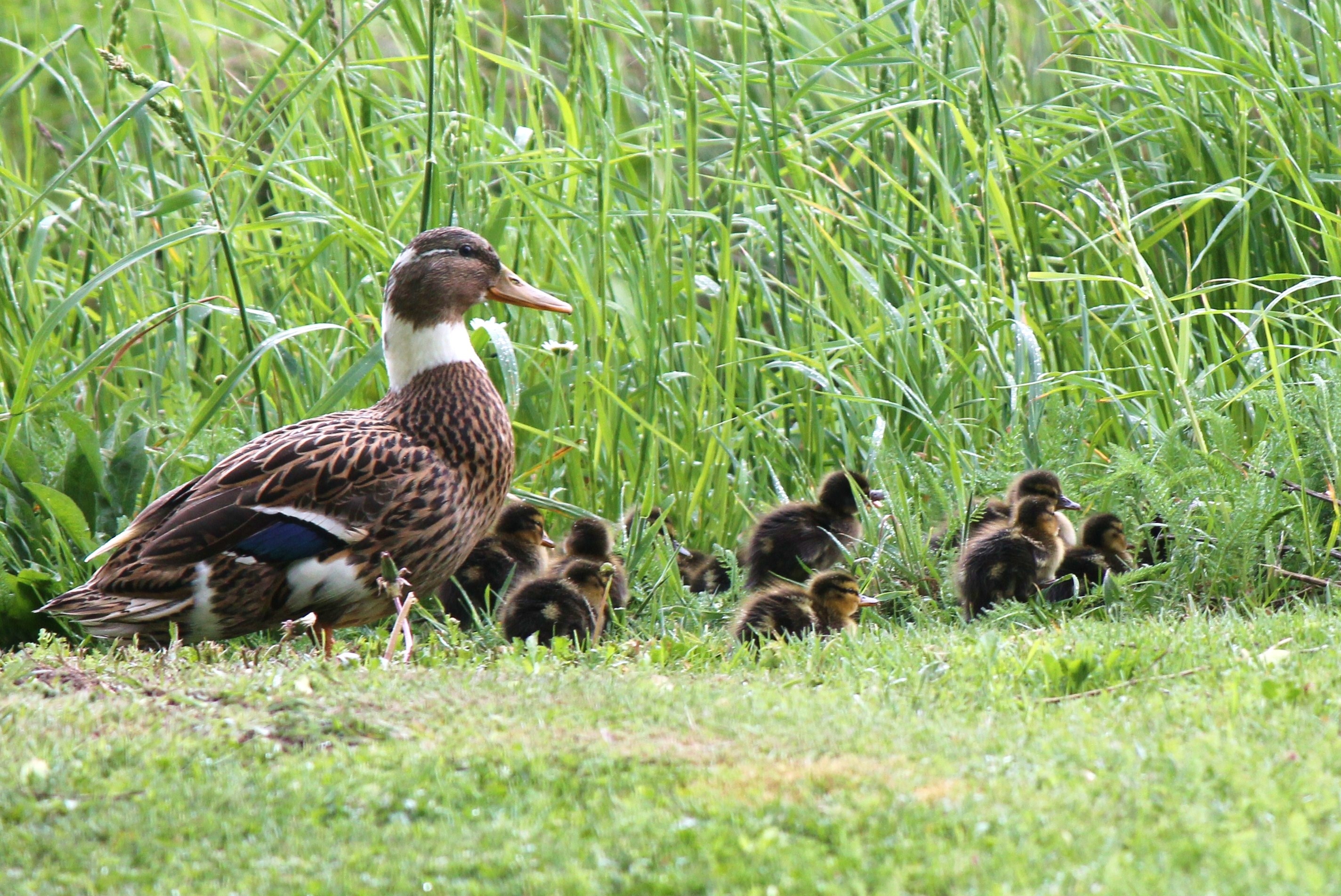 Duck Chick Ducklings free image download