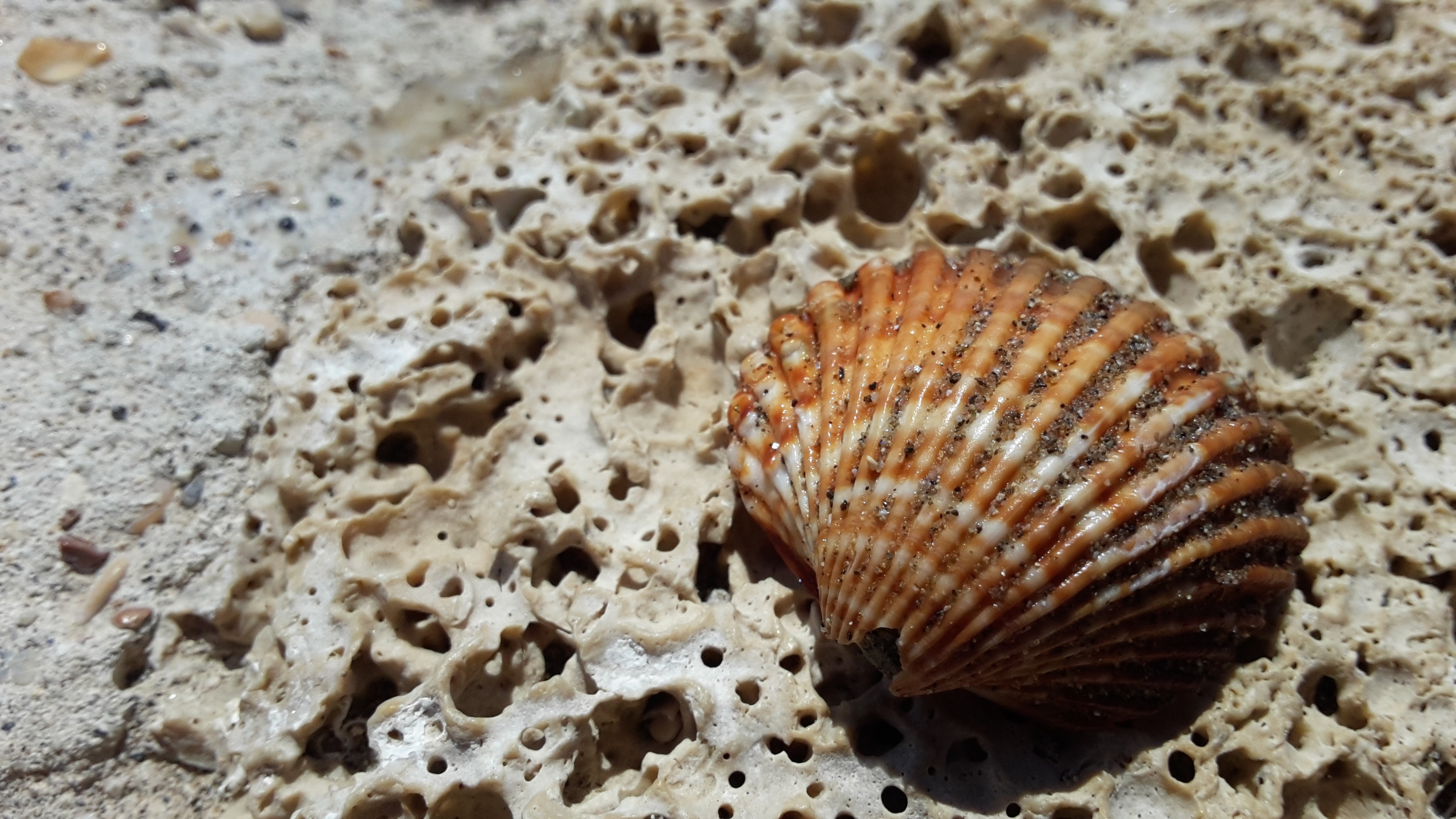 Clam Stone Stones free image download
