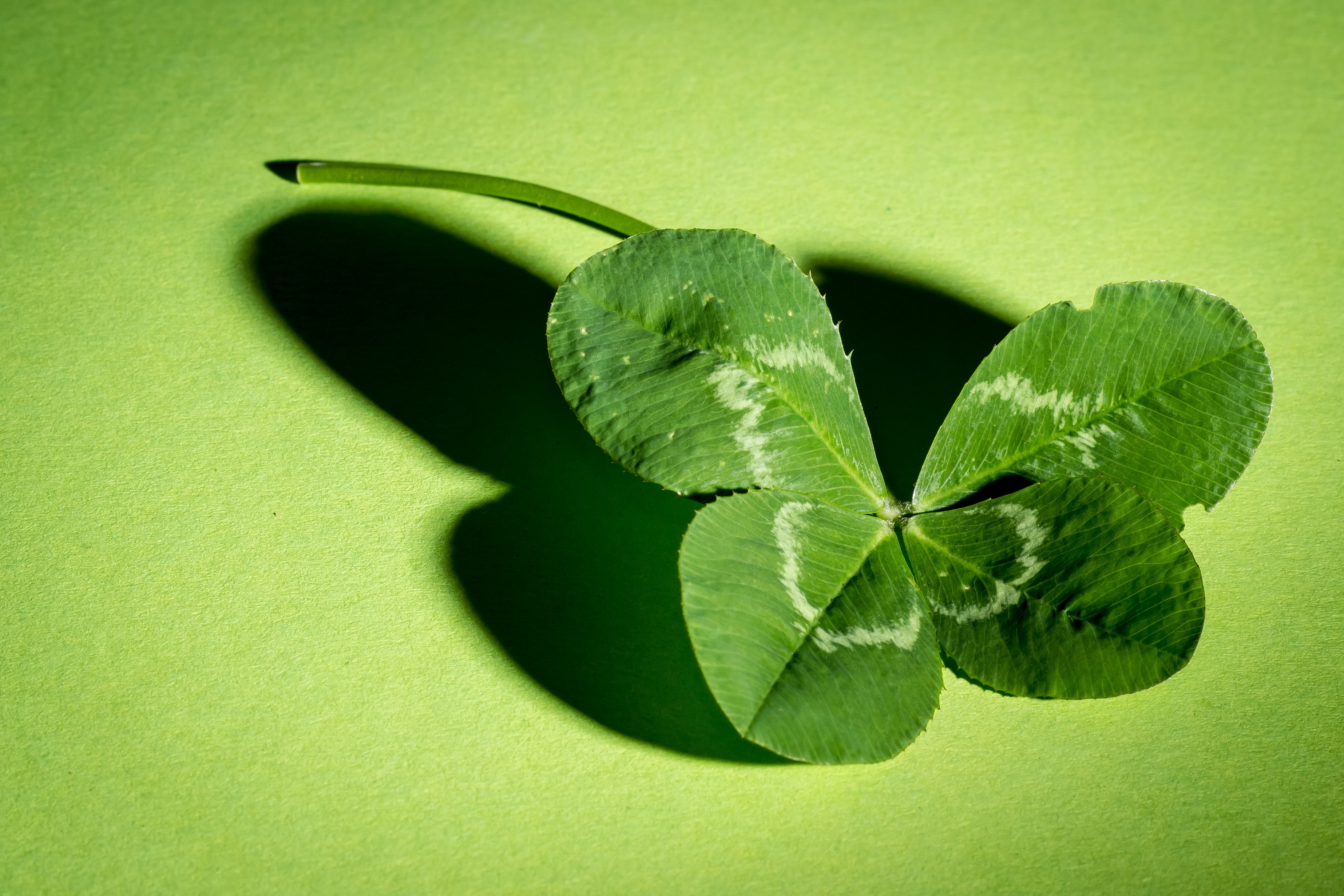 Klee Four Leaf Clover Green free image download
