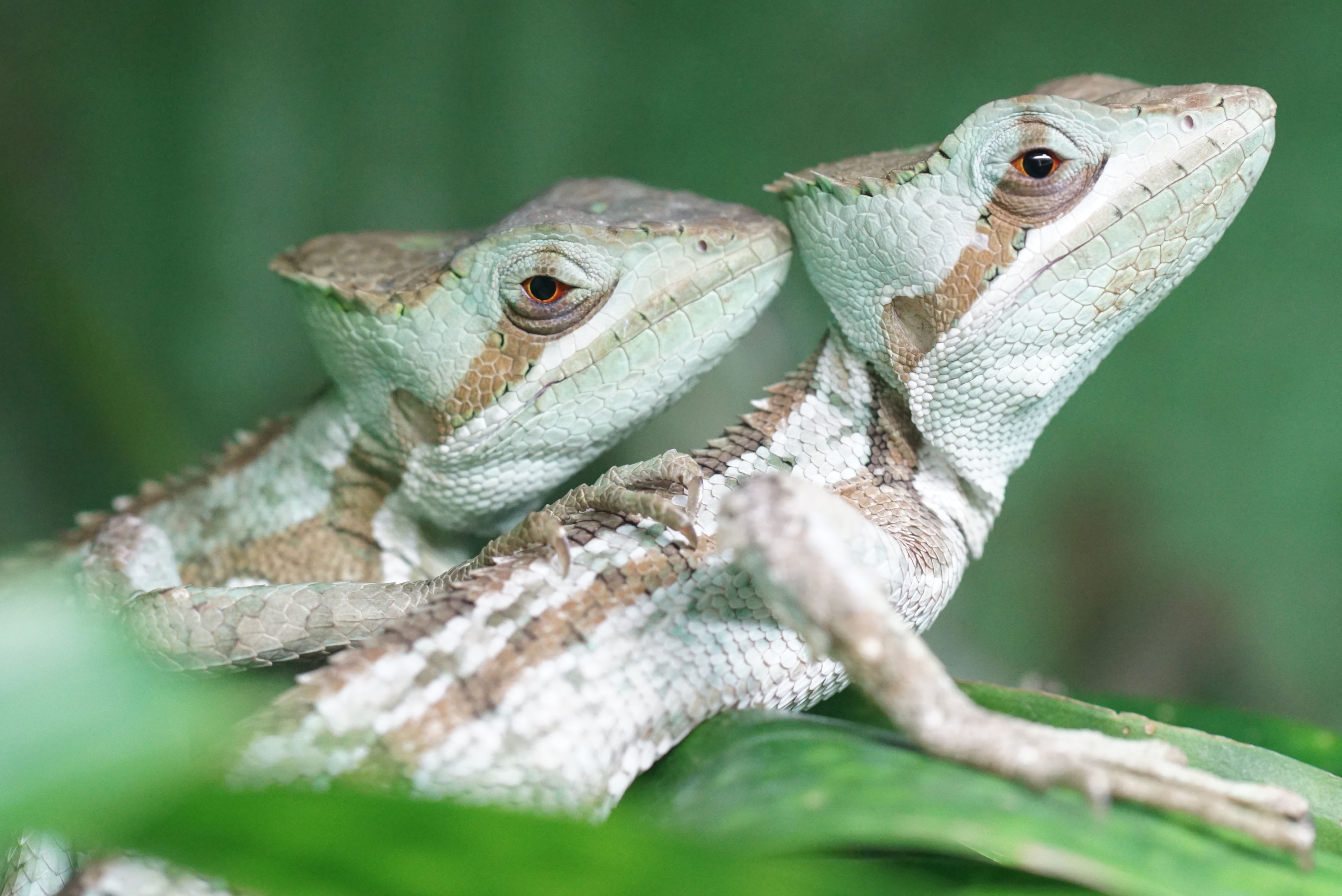 Crown Basilisk Iguana Reptile free image download