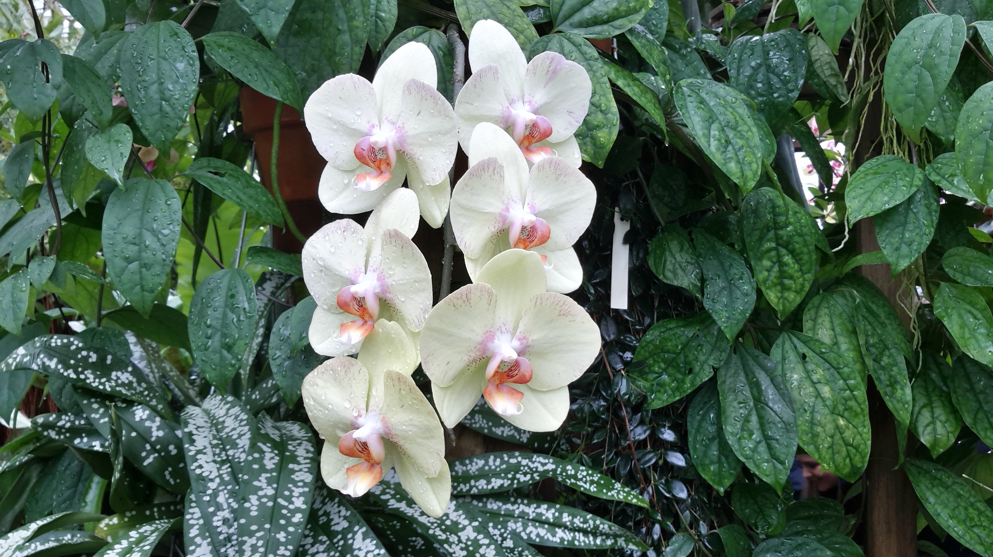 Orchid California free image download