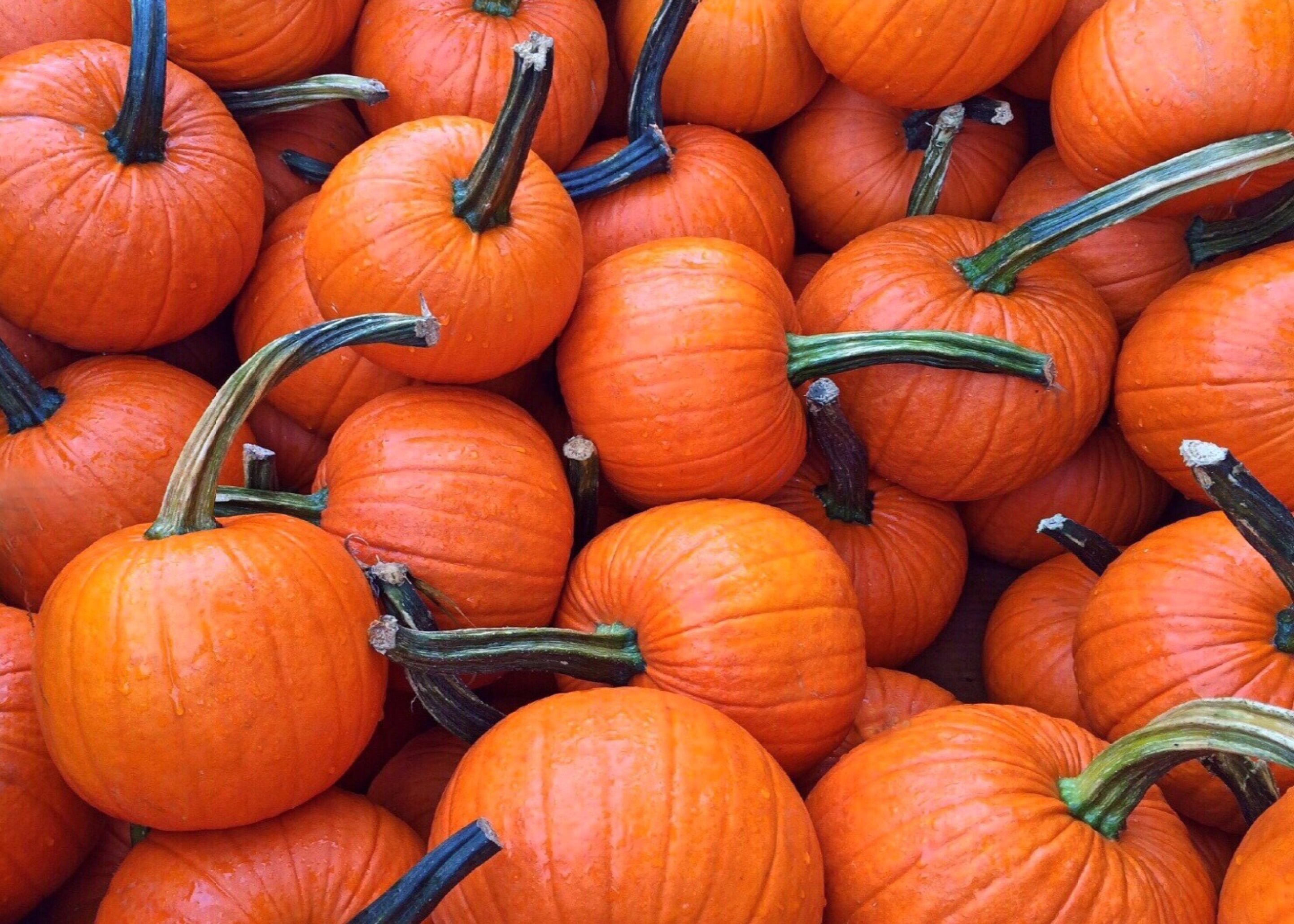 Autumn background, pile of small round Pumpkins free image download