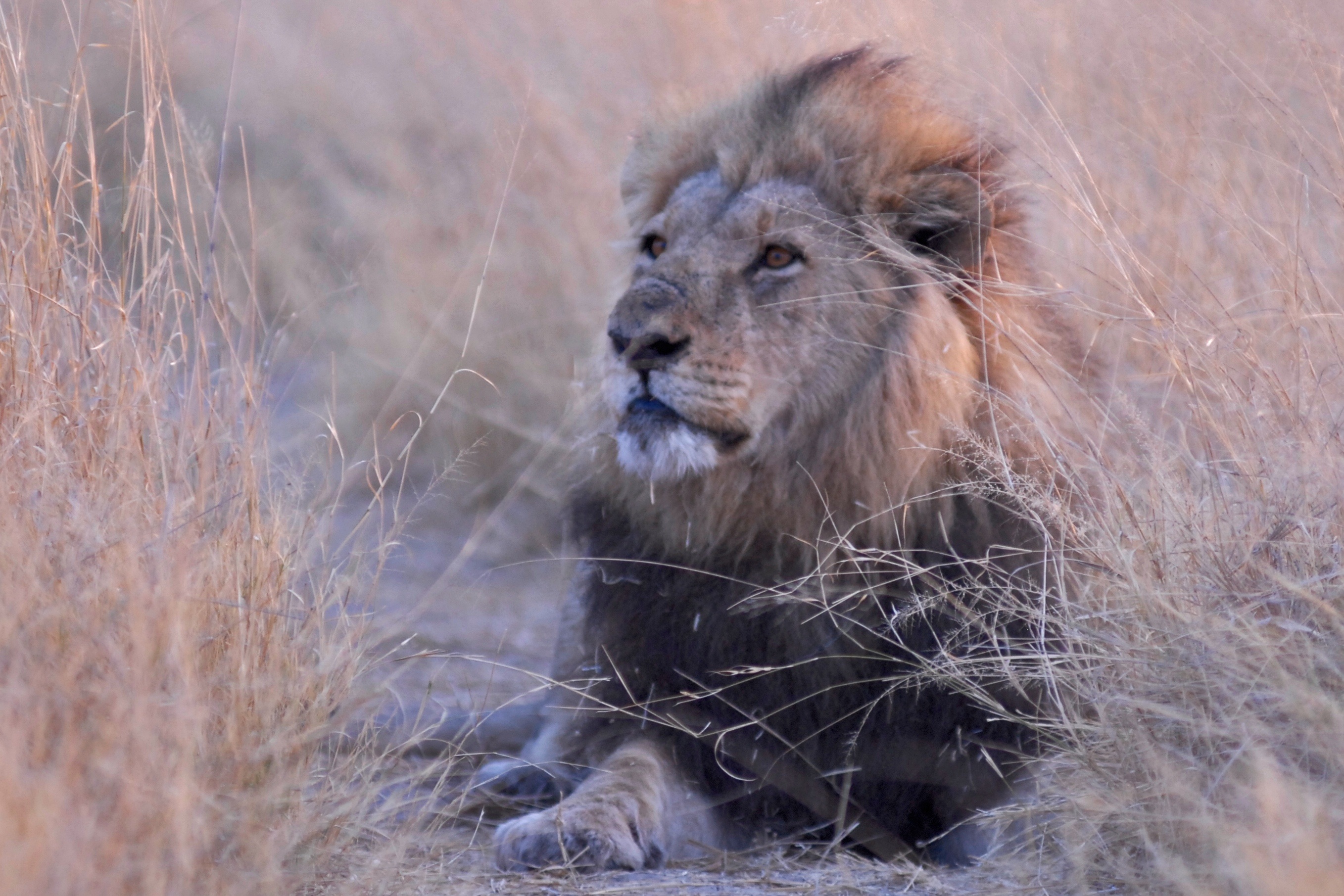 Botswana Lion Africa free image download