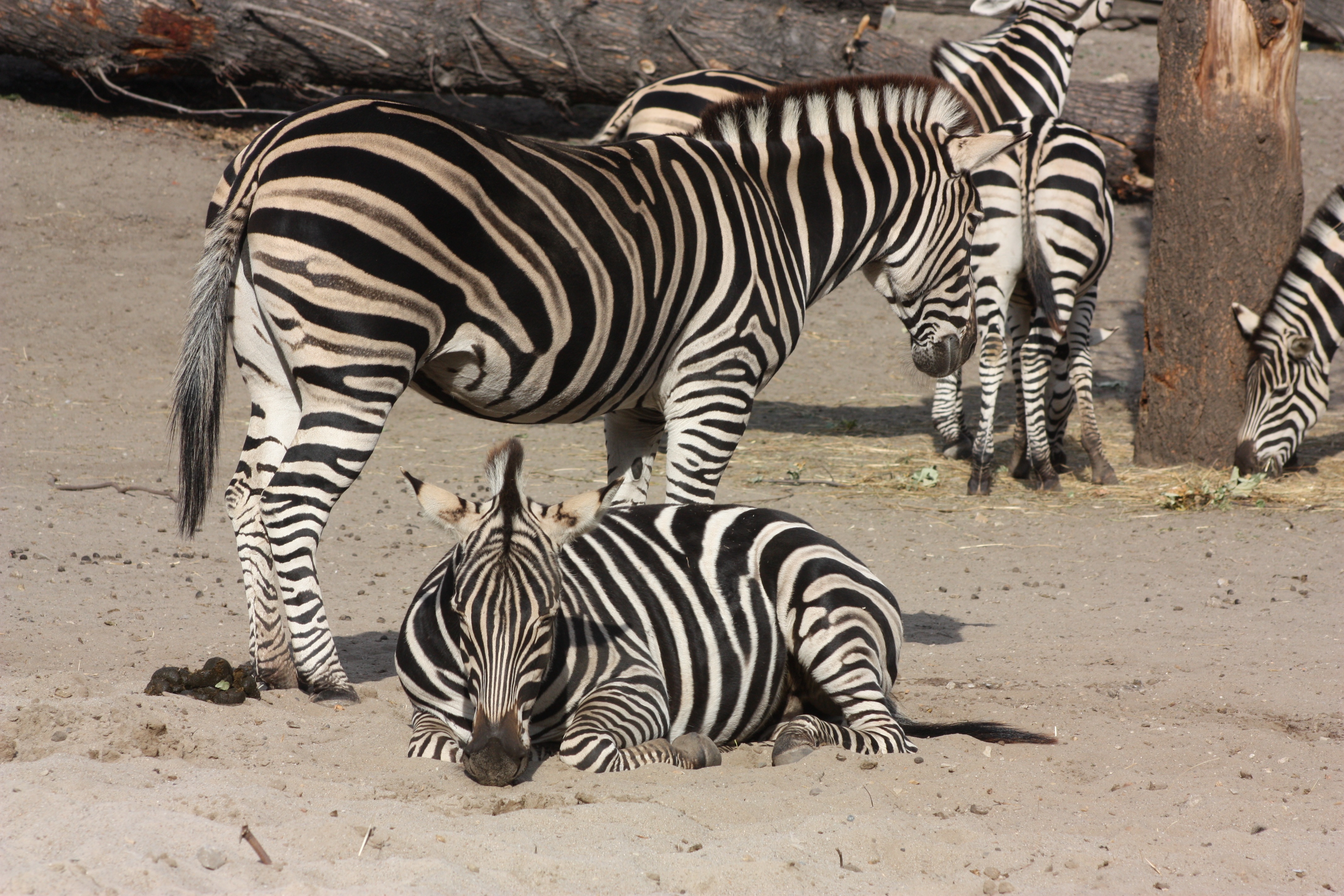 Zebra Zoo free image download