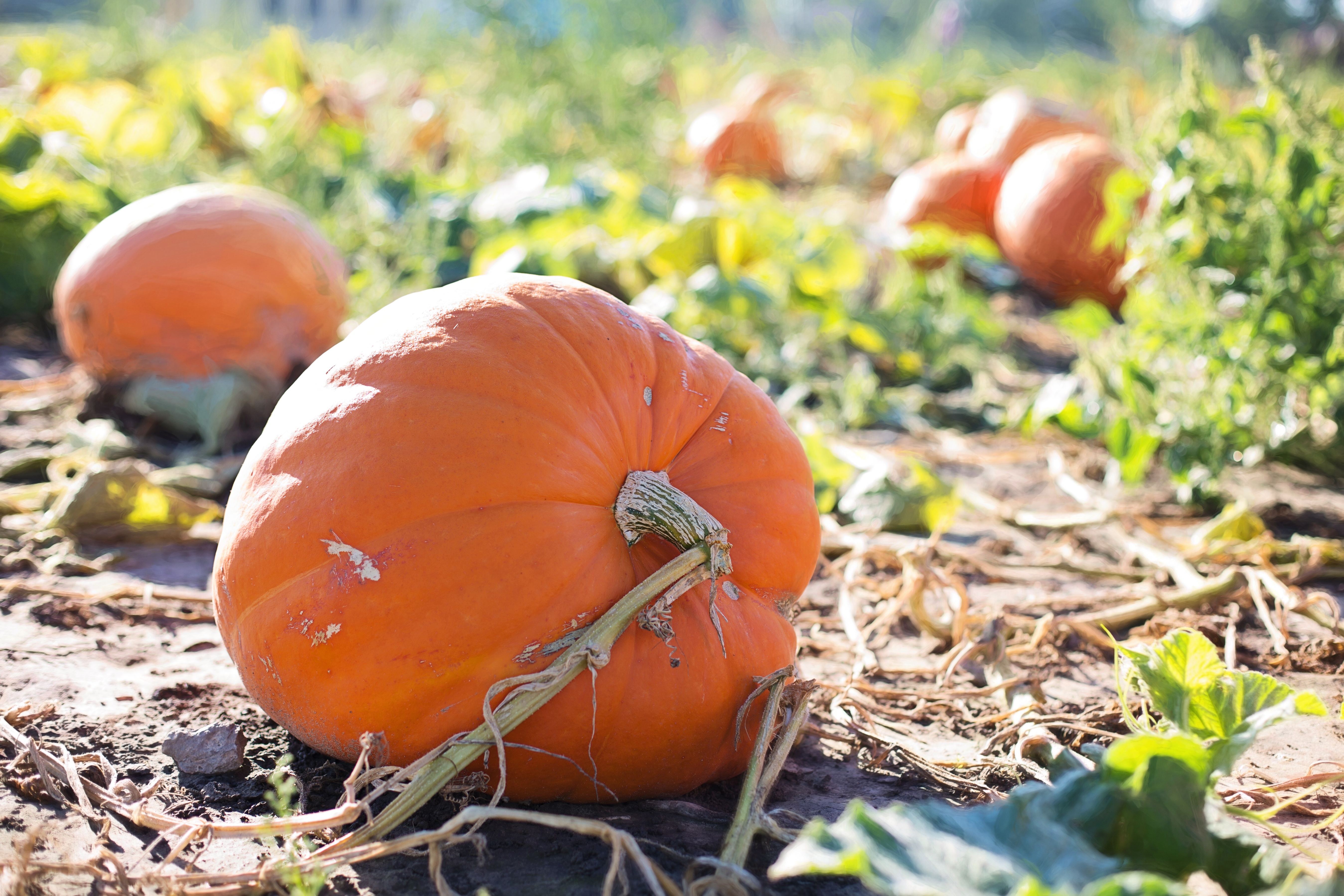 Giant Pumpkins Autumn free image download