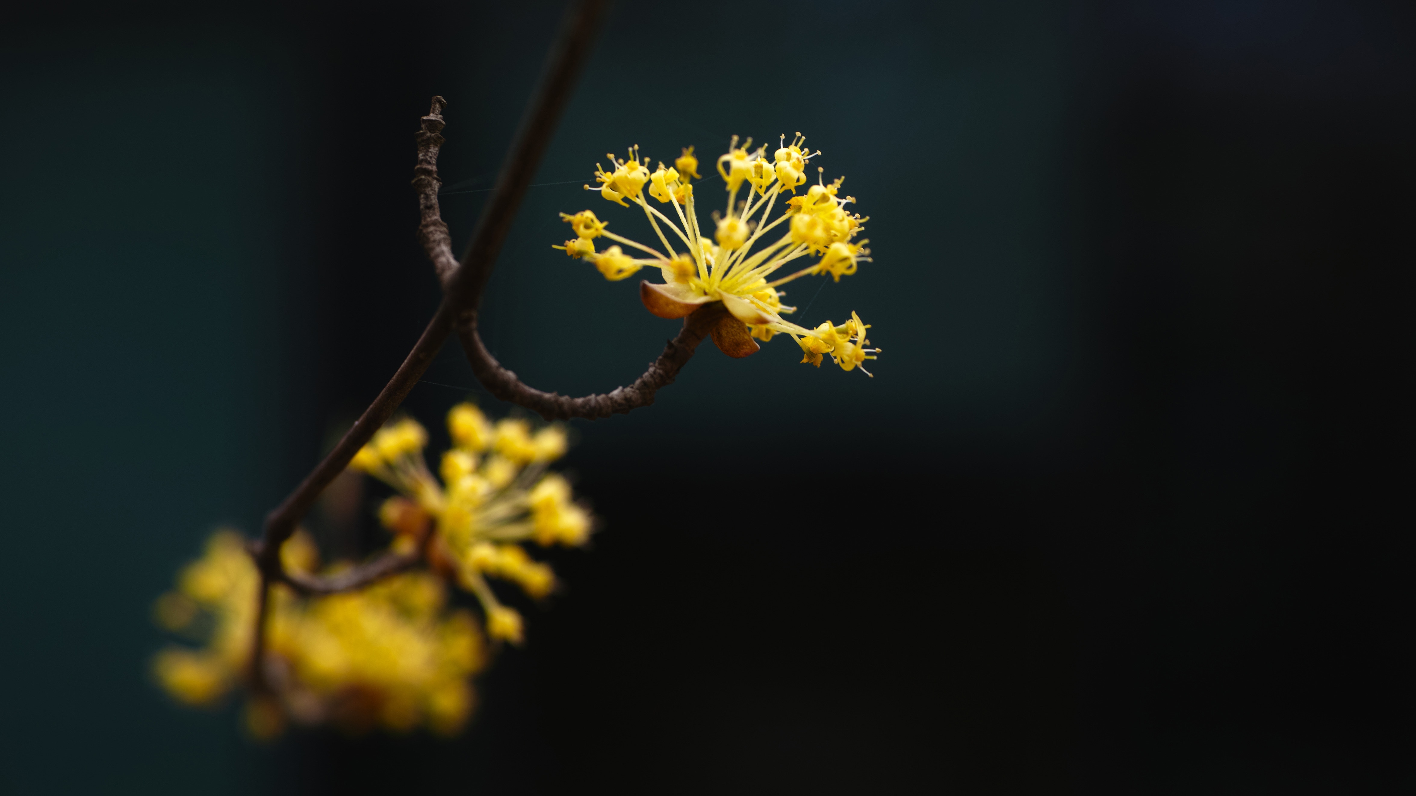Cornus Early Spring Yellow Flowers free image download