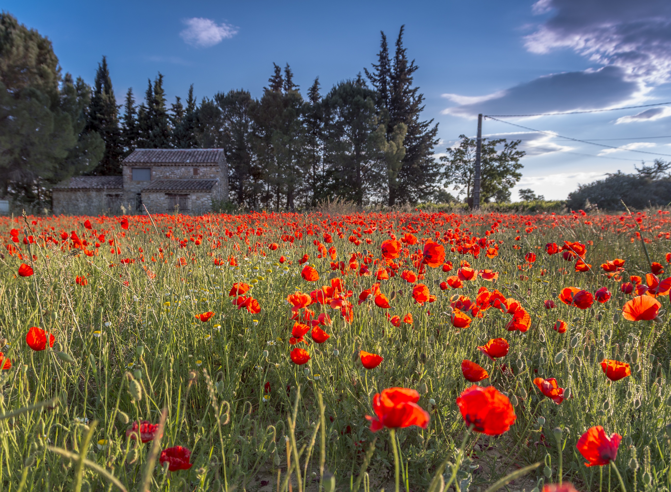 Farm Wild Tulips Languedoc free image download