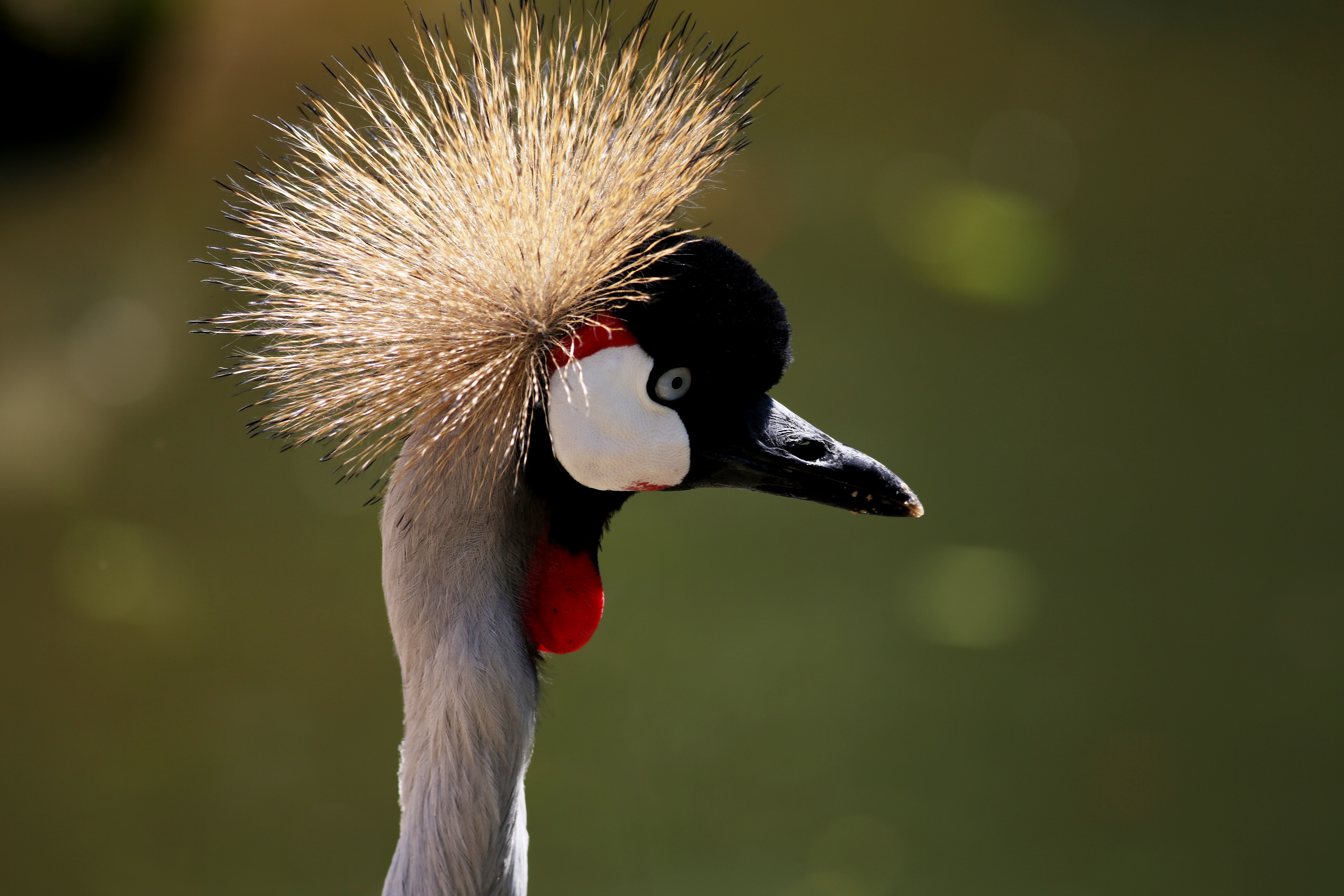 Crowned Crane Crown Crest free image download