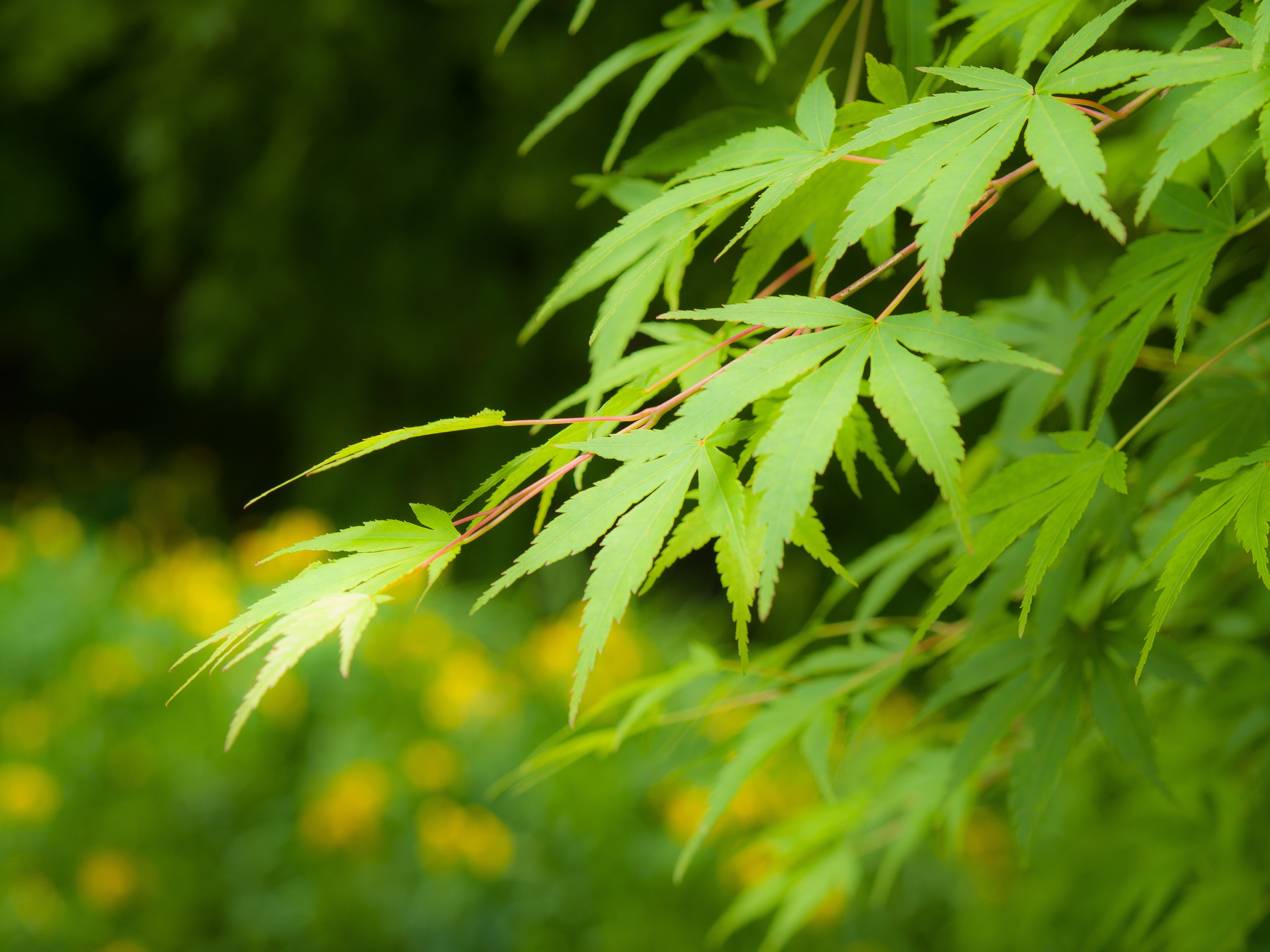 Japan Maple Leaf free image download