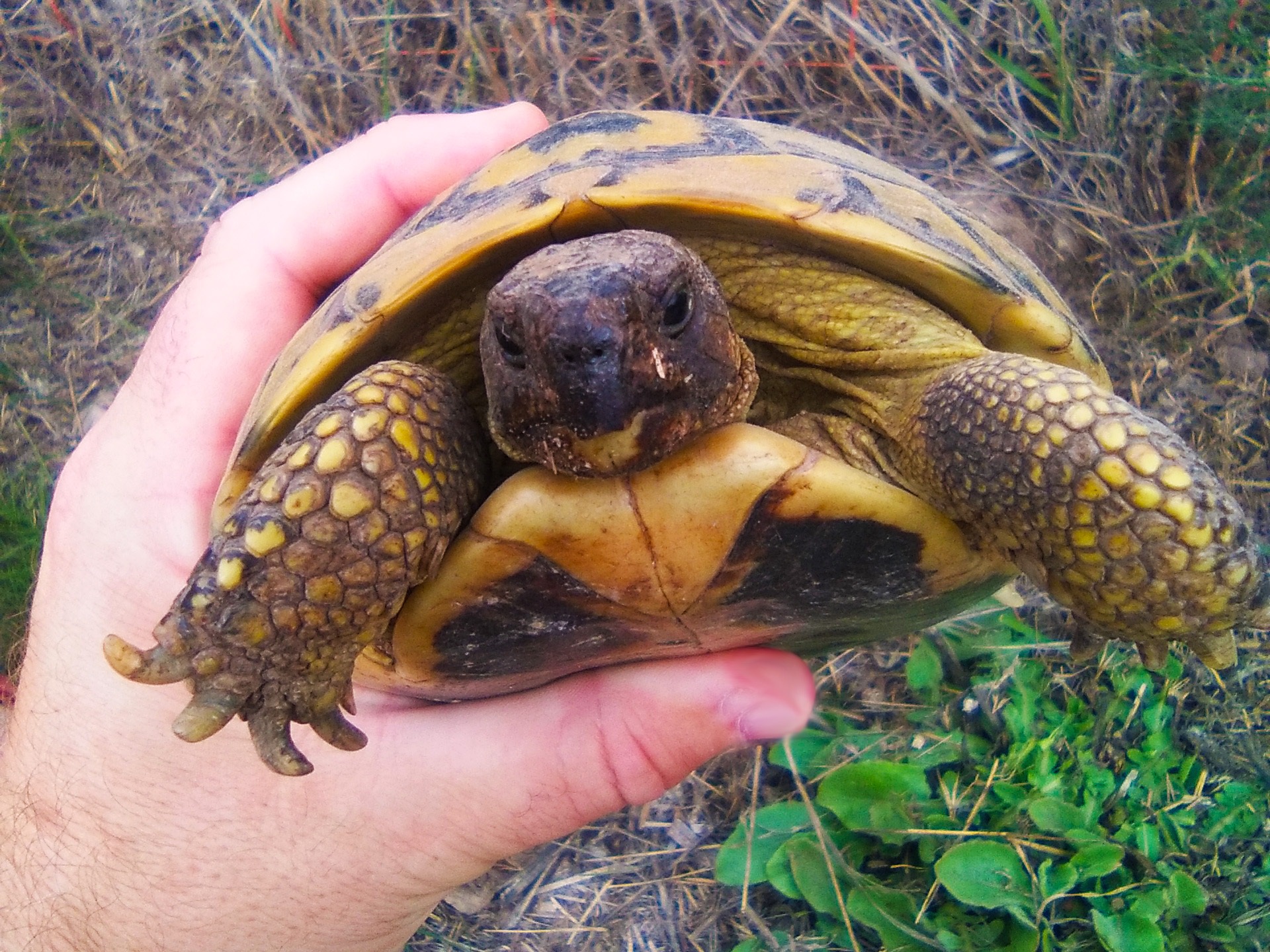 Mediterranean Tortoise Hand Pins free image download
