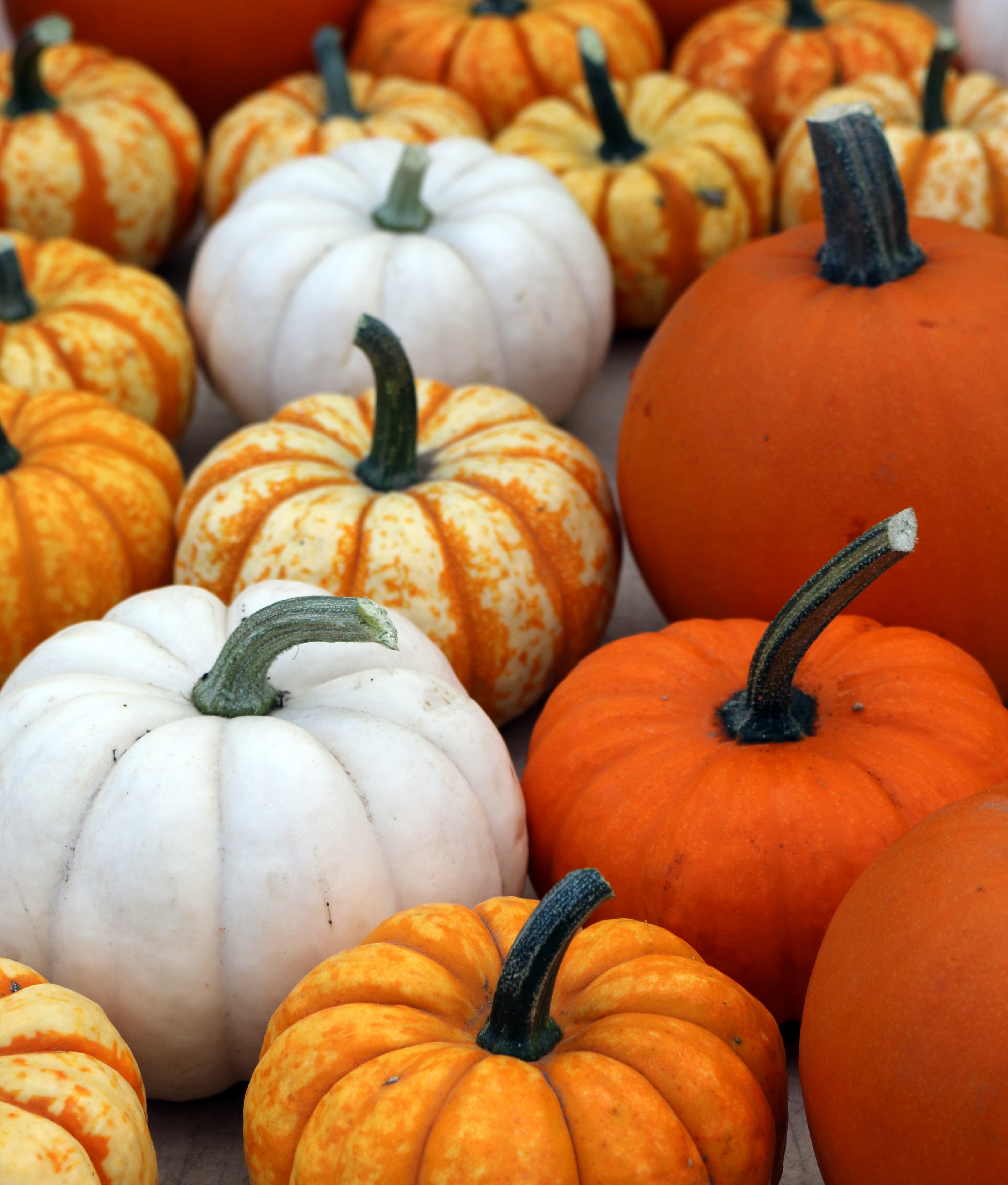 Pumpkins Halloween Stems free image download