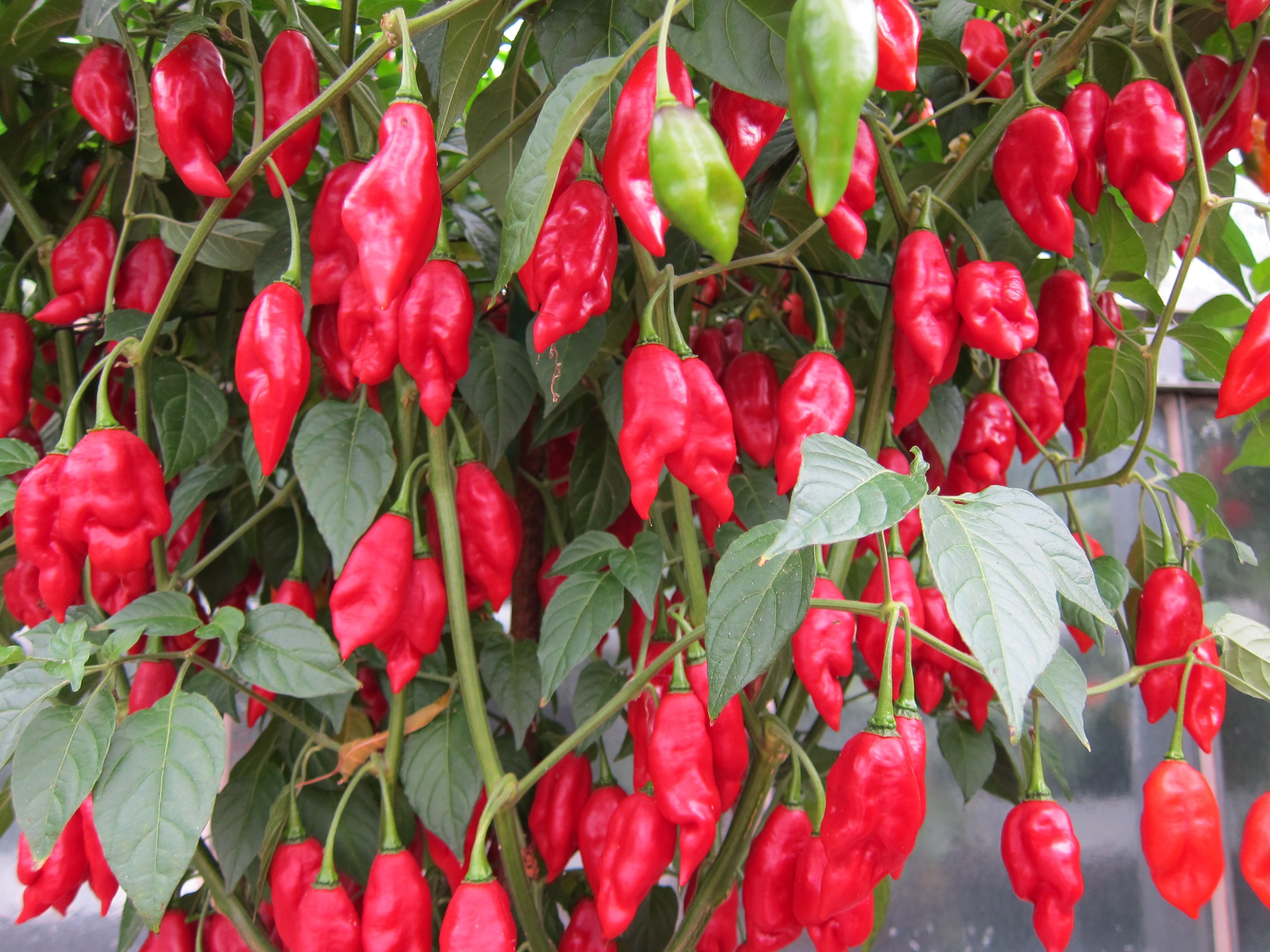 Hot Spicy Red Chili peppers free image download