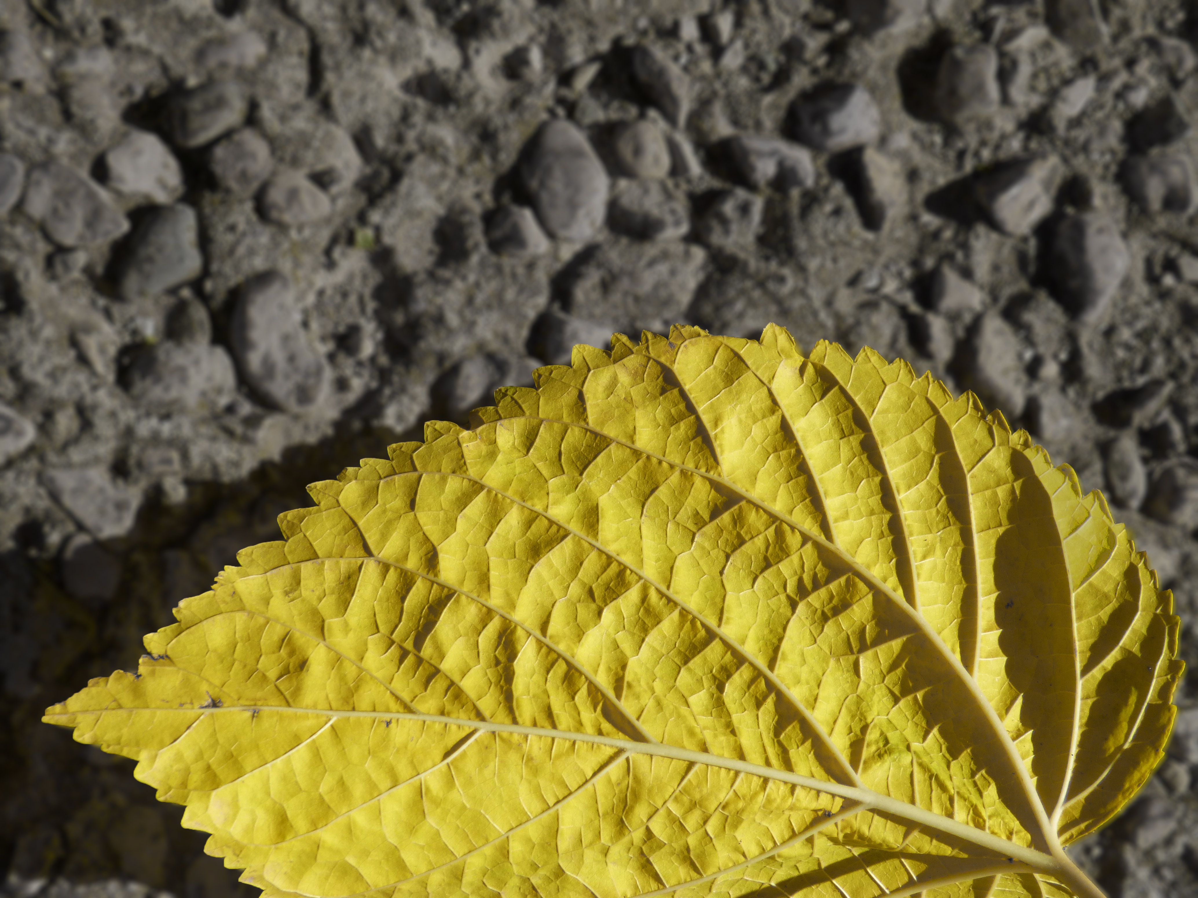 Leaf yellow autumn mulberry free image download