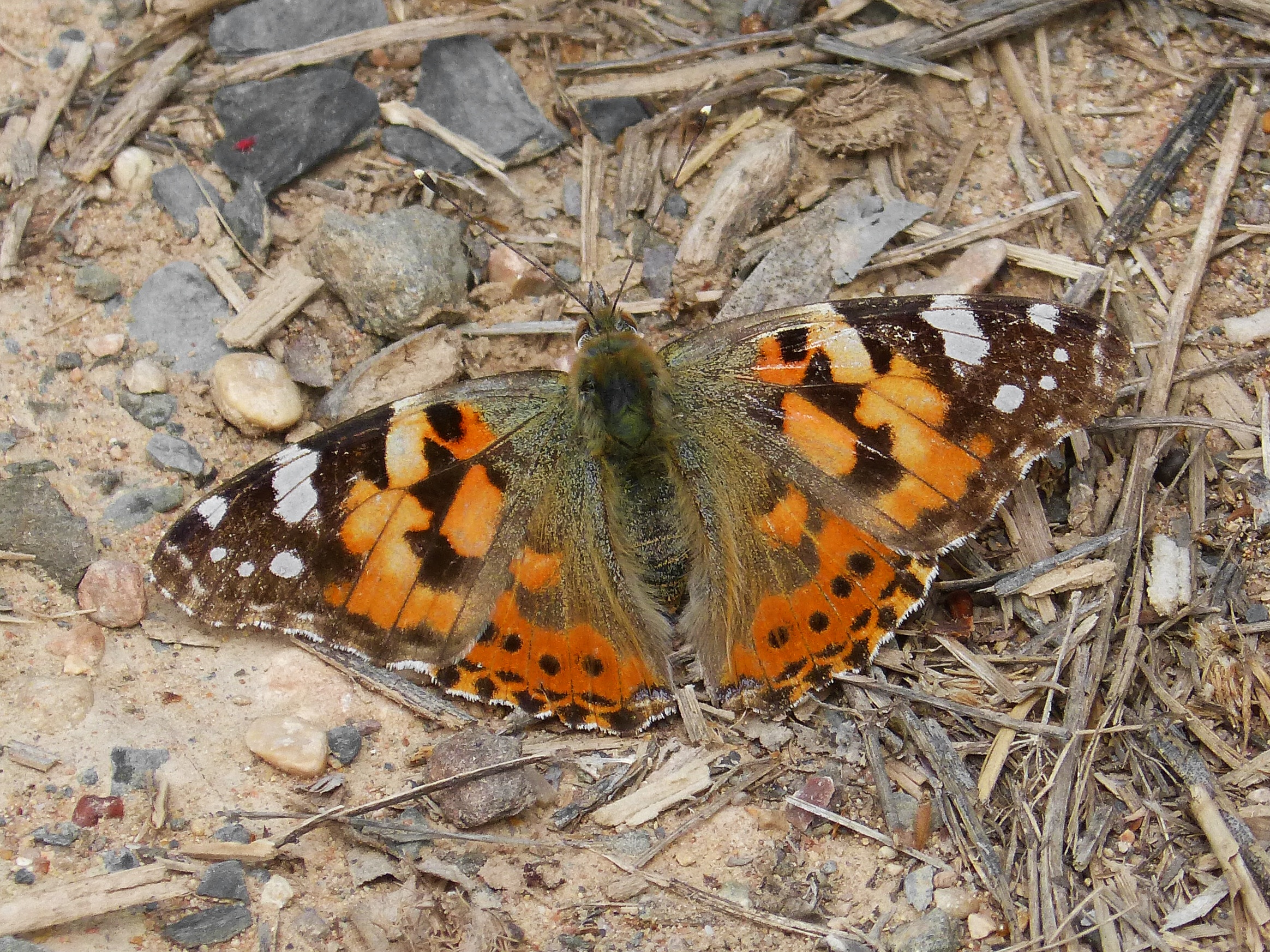 Vanessa Cardui Vanesa From free image download