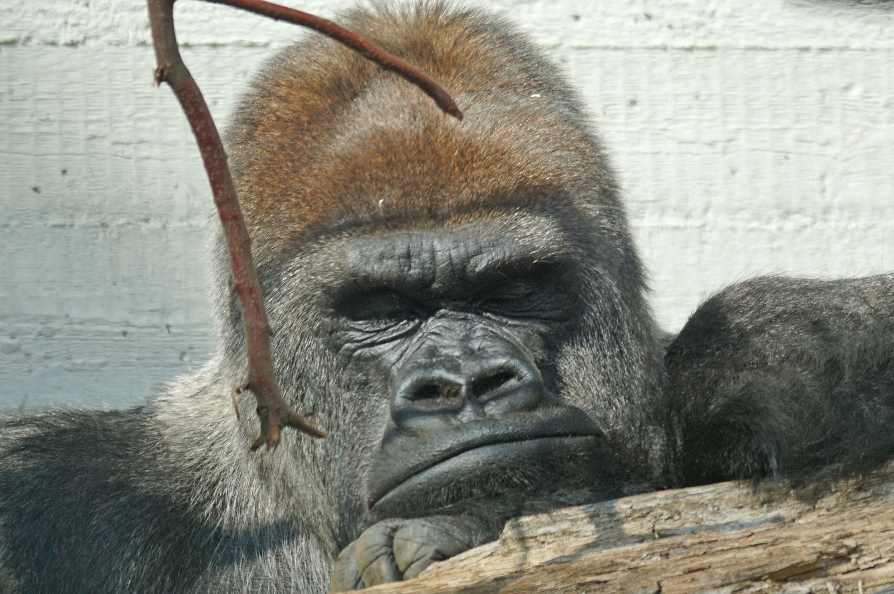Gorilla Silverback Grim free image download