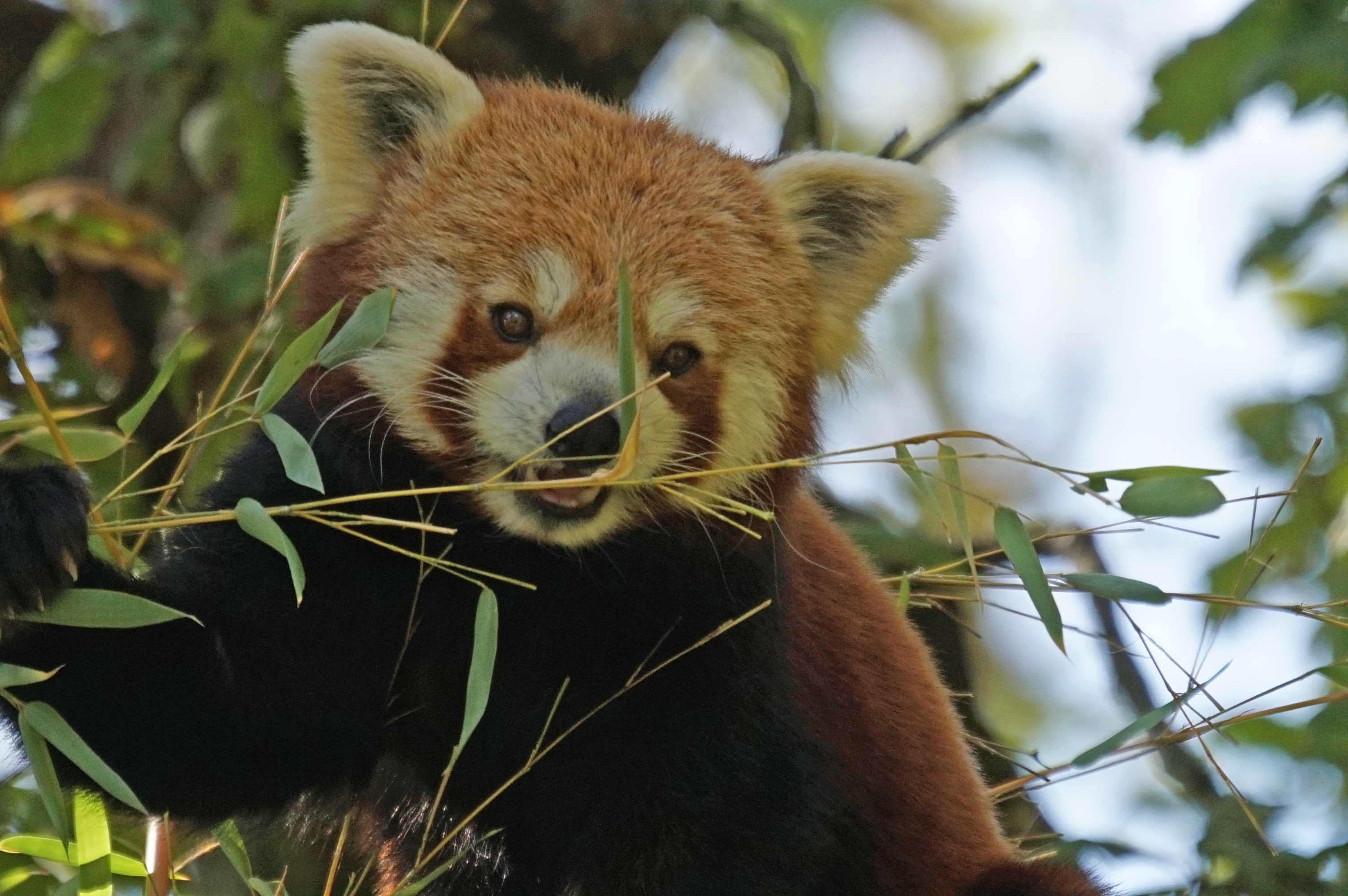 Panda Climber Purry free image download