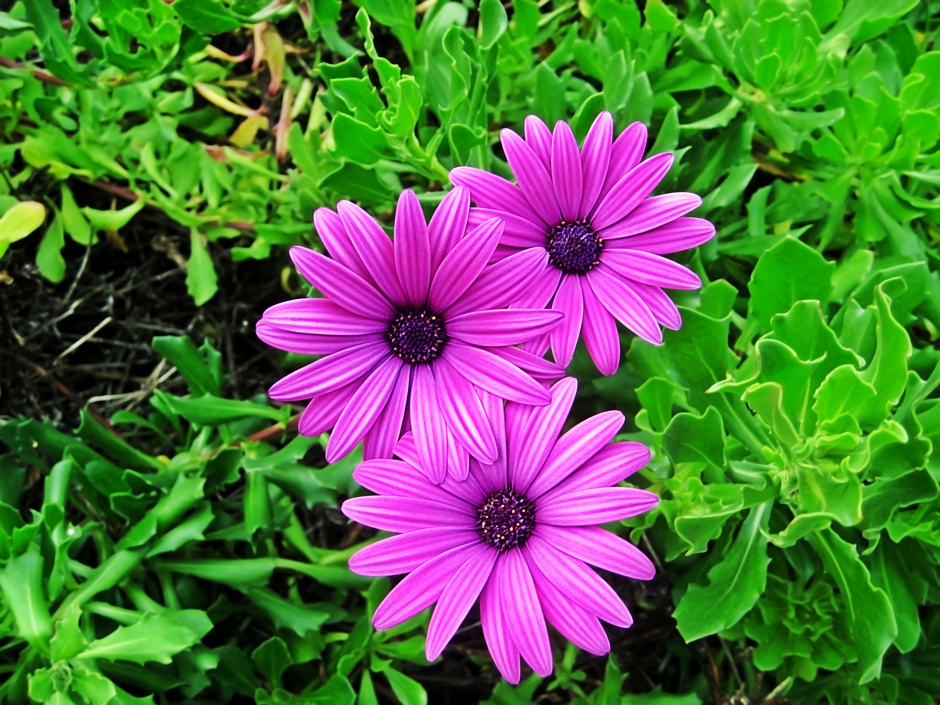 Flowers Mallow Garden free image download