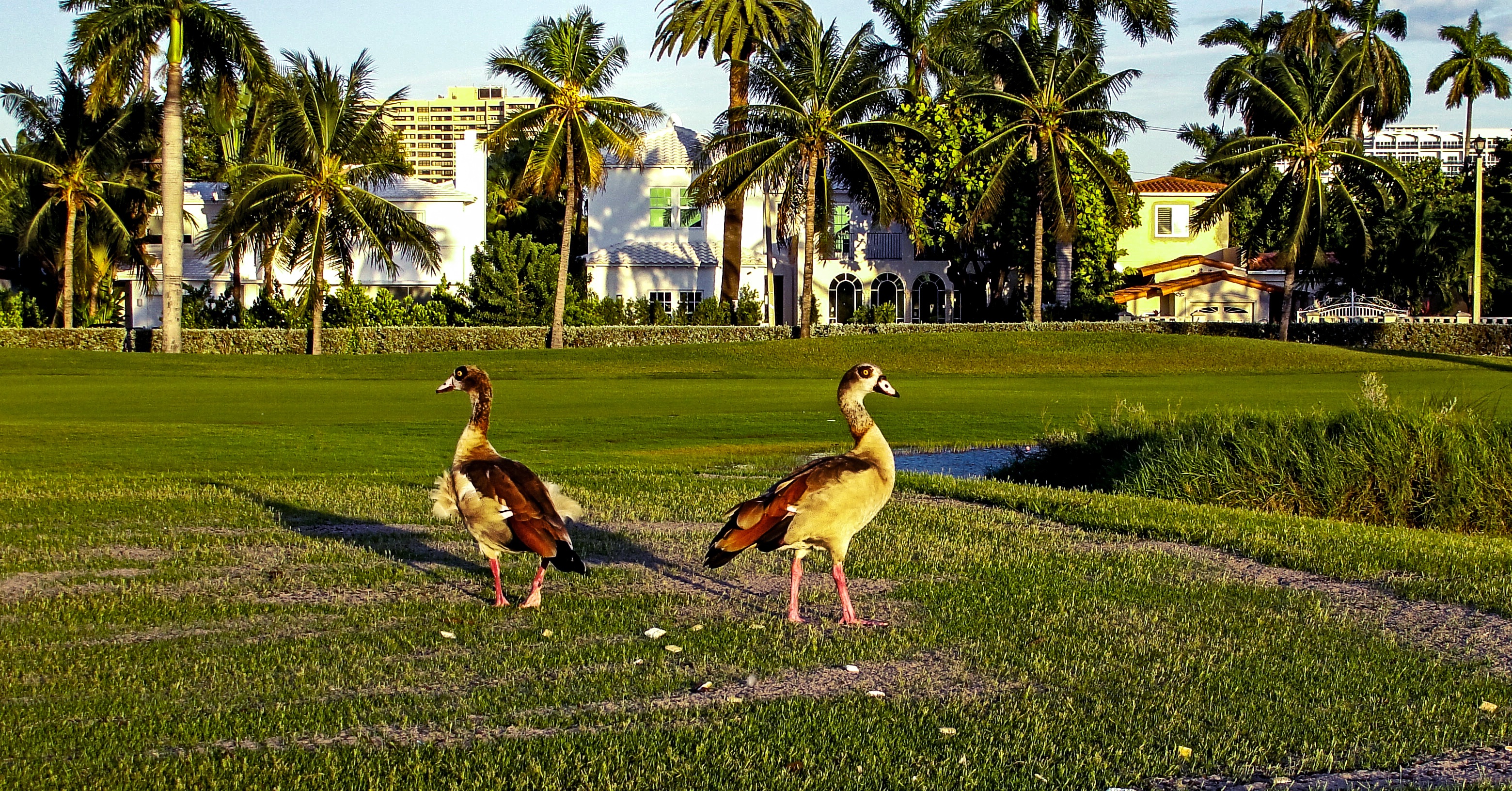Waterfowl Ducks on Golf Course free image download