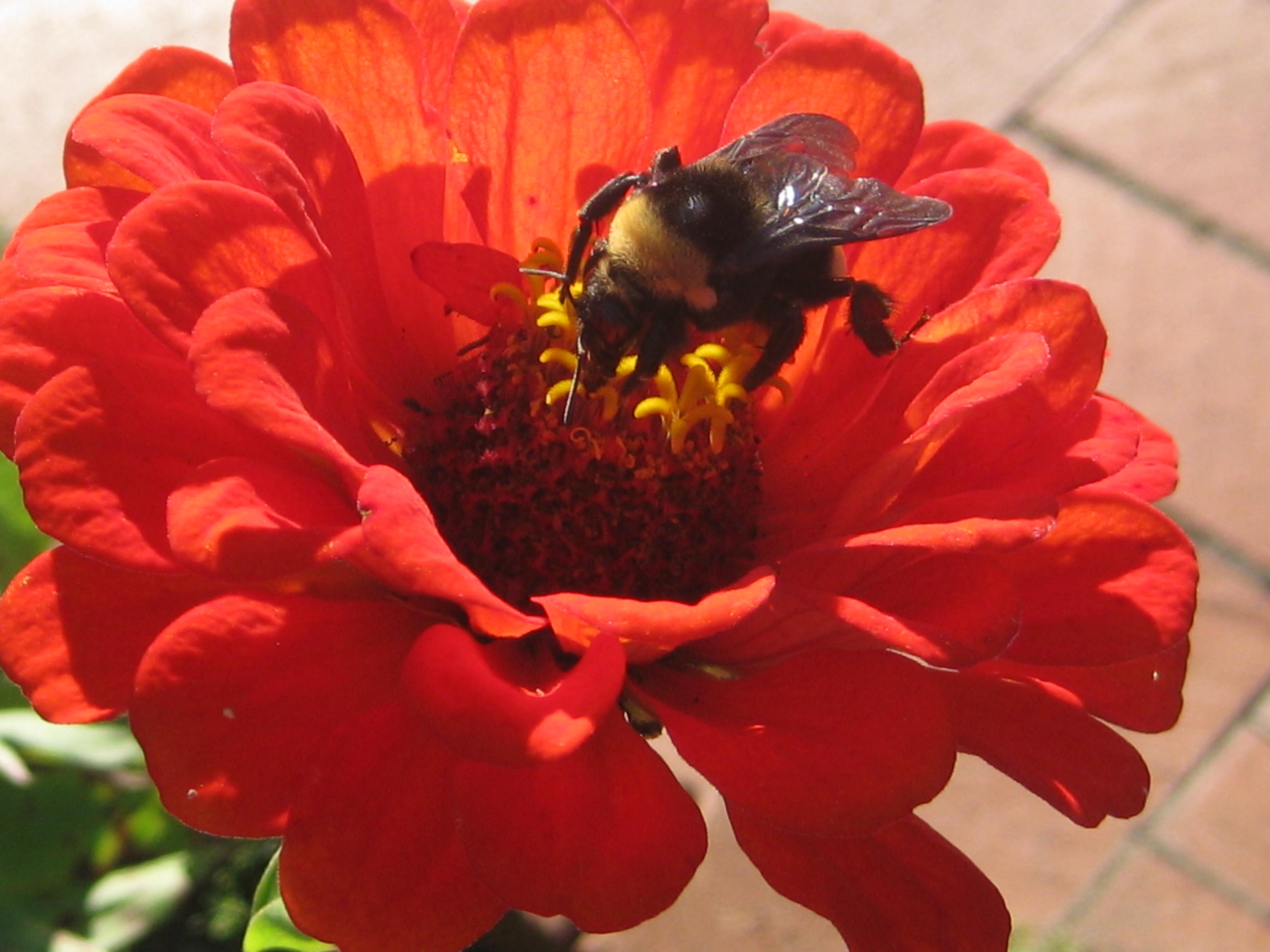Bee on Flower Clemens in Gardens free image download